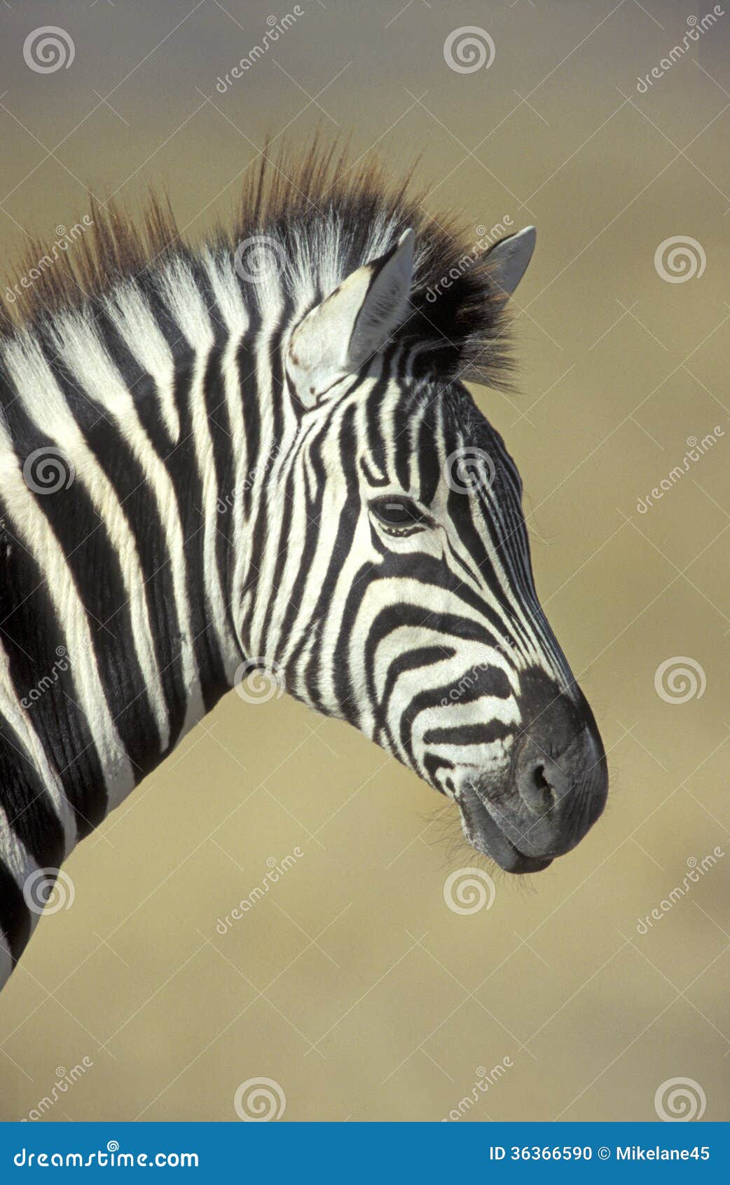 Plains zebra, Equus quagga stock photo. Image of white - 36366590