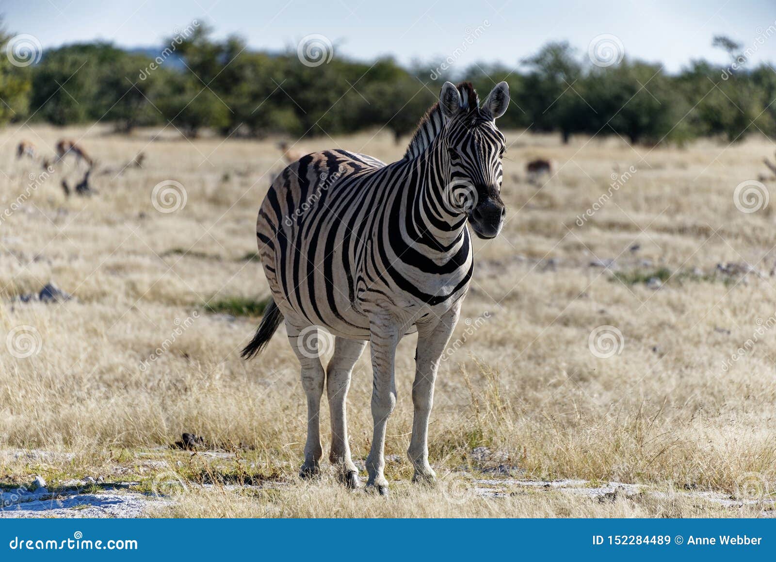 A Plains Zebra Facing the Camera Stock Image - Image of face, equids ...