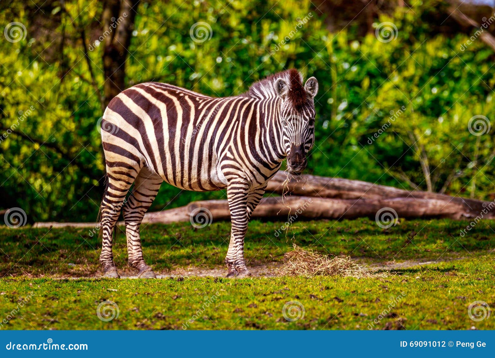 Plains Zebra Feeding stock photo. Image of equidae, meadow - 69091012