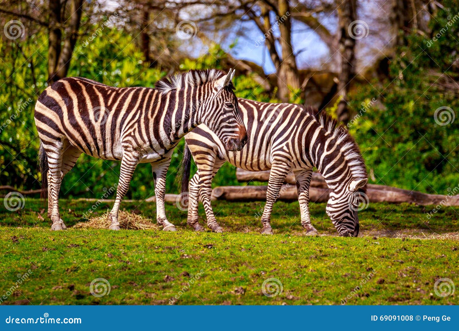 Plains Zebra Feeding stock photo. Image of horse, outdoors - 69091008
