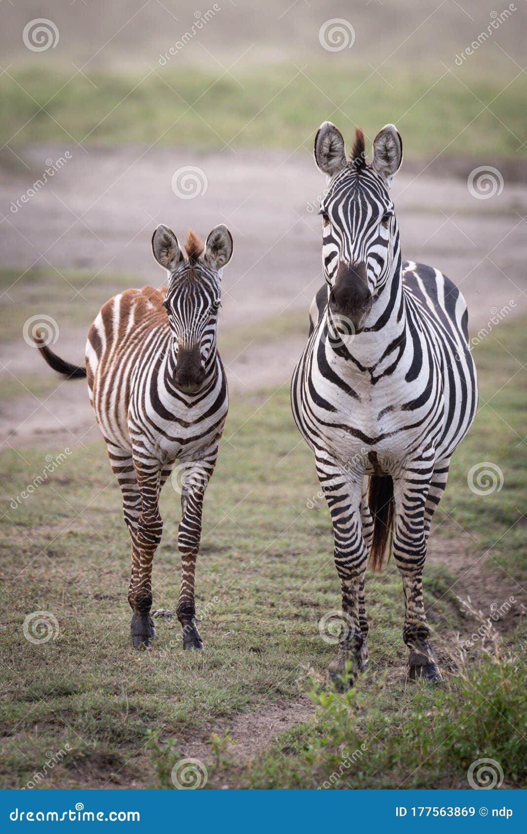 Plains Zebra and Foal Stand Looking at Camera Stock Image - Image of ...