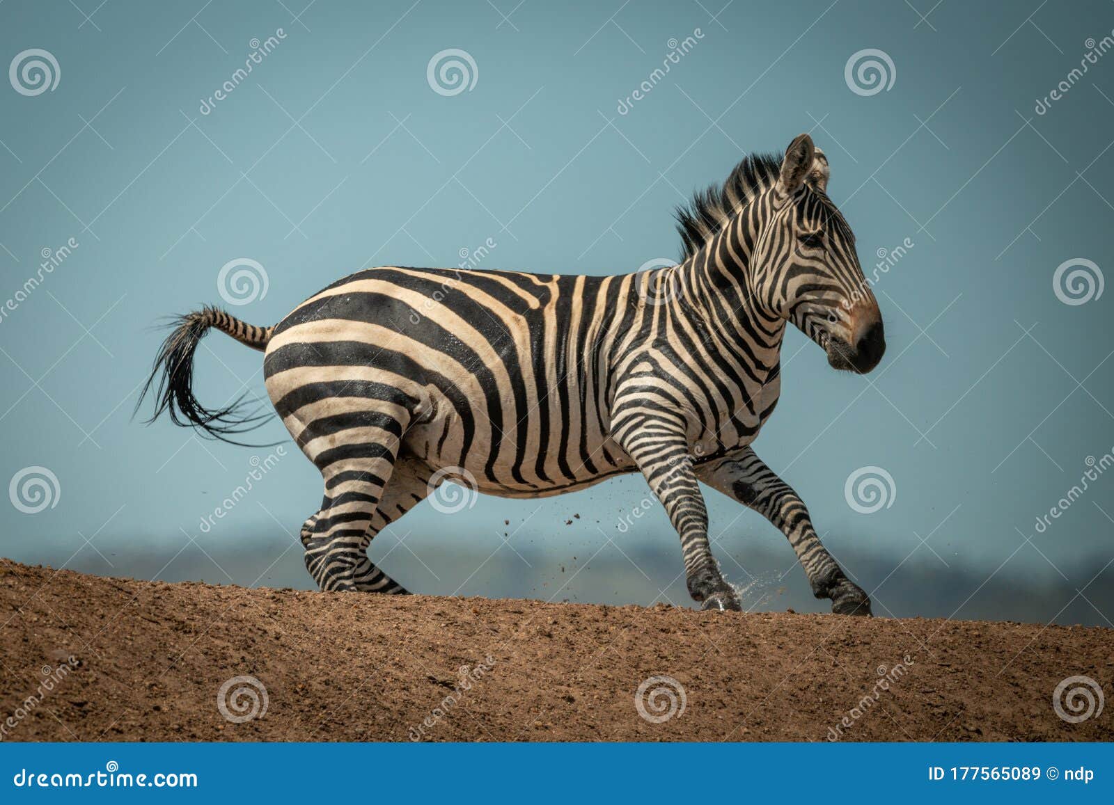 Plains Zebra Gallops Over Ridge in Sunshine Stock Image - Image of ...