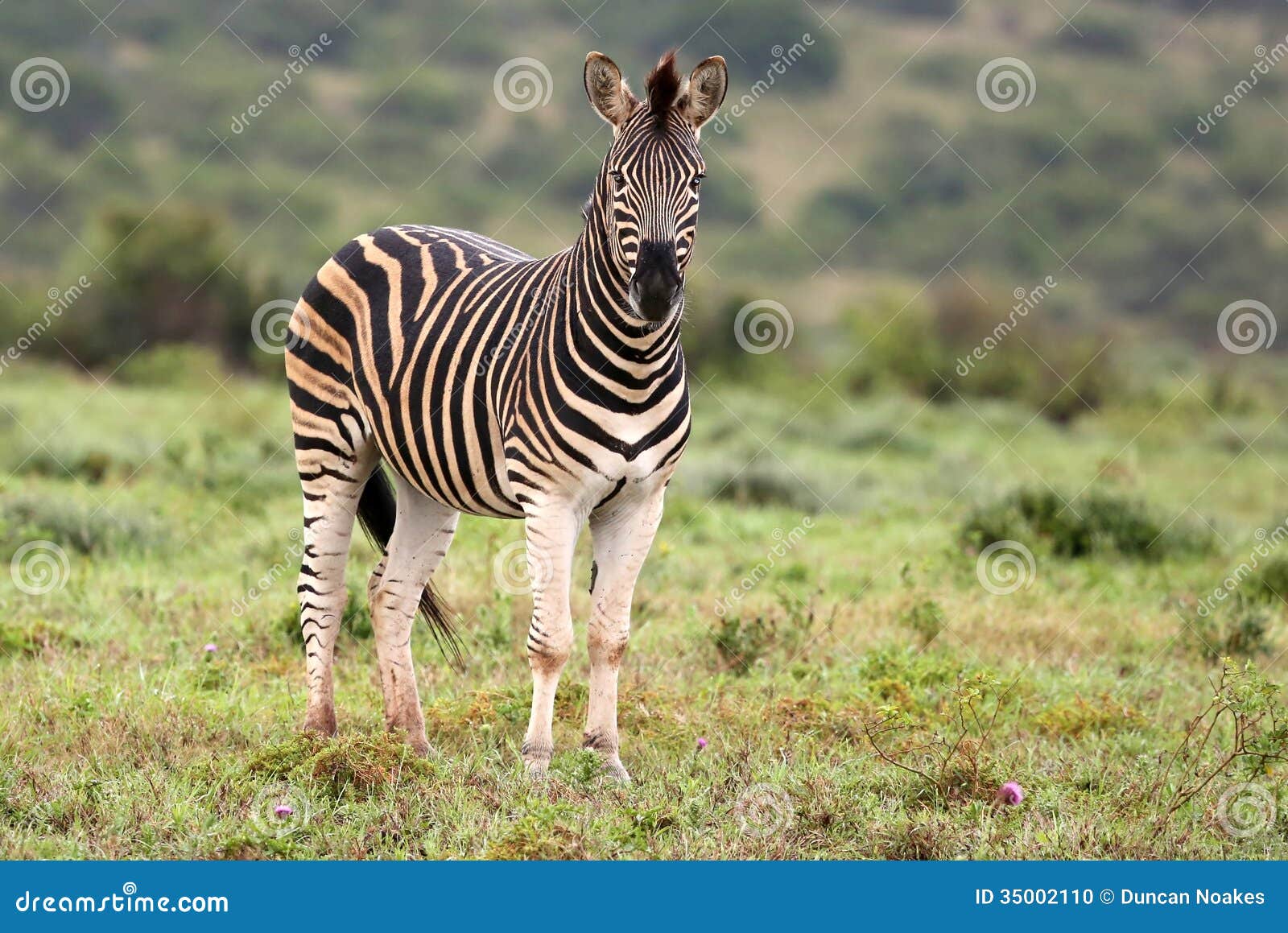 African Grass Plains