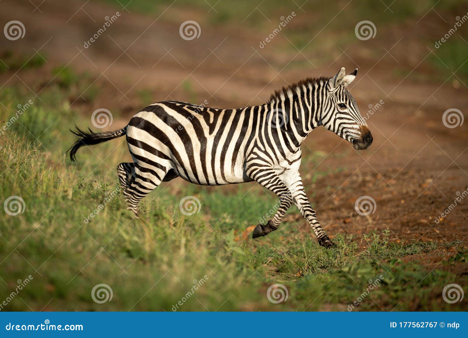 Plains Zebra Jumps Over Ditch Onto Track Stock Image - Image of ...
