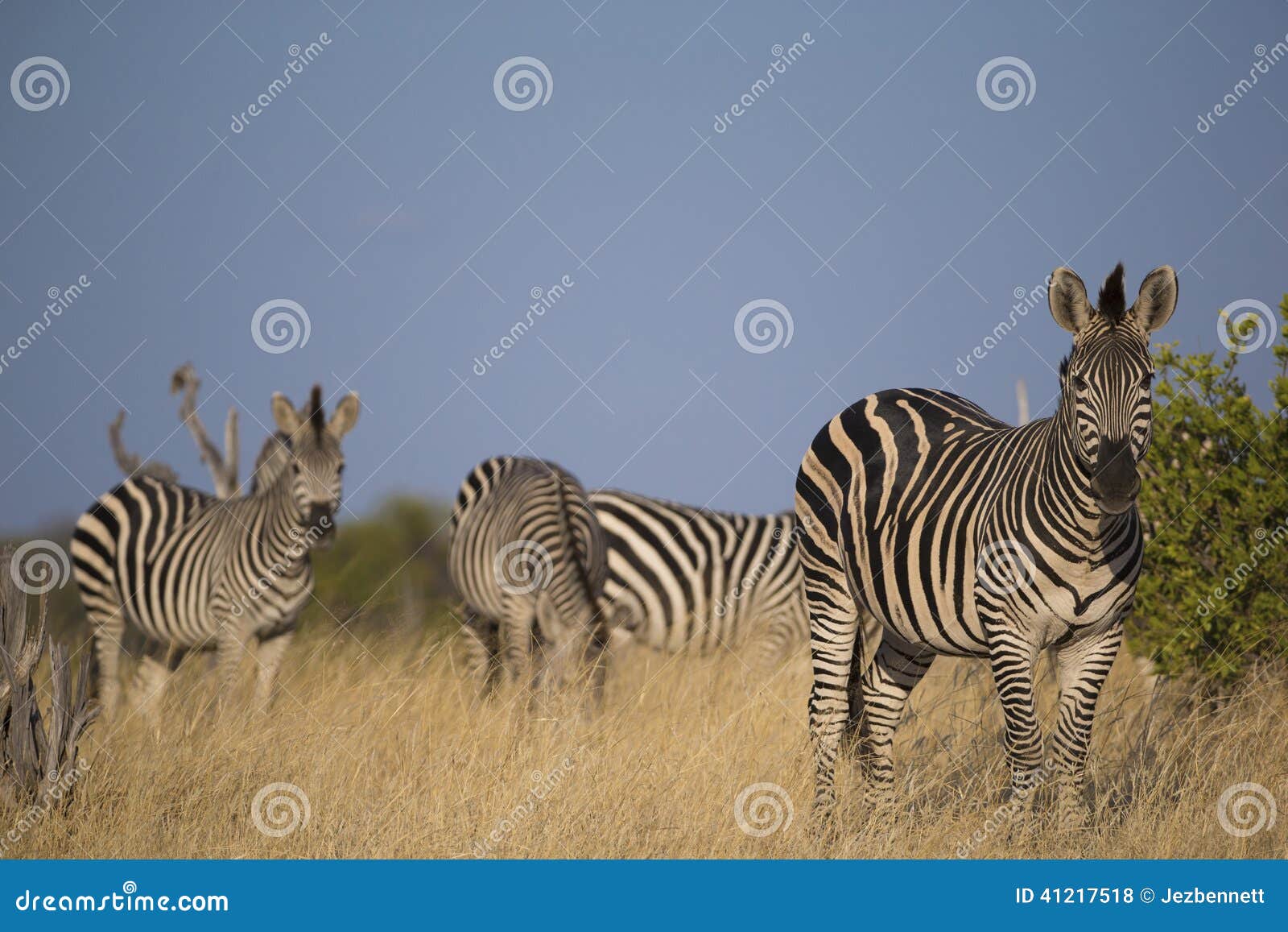 Plains Zebra in long grass stock photo. Image of natural - 41217518