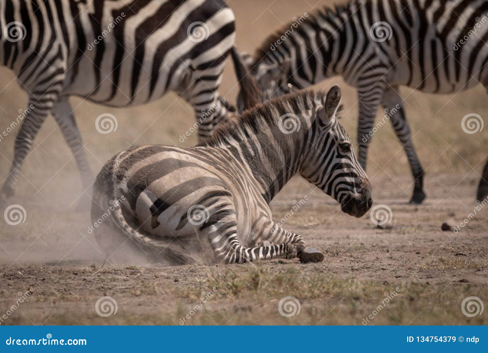 Plains Zebra Lying in Dust beside Others Stock Image - Image of white ...