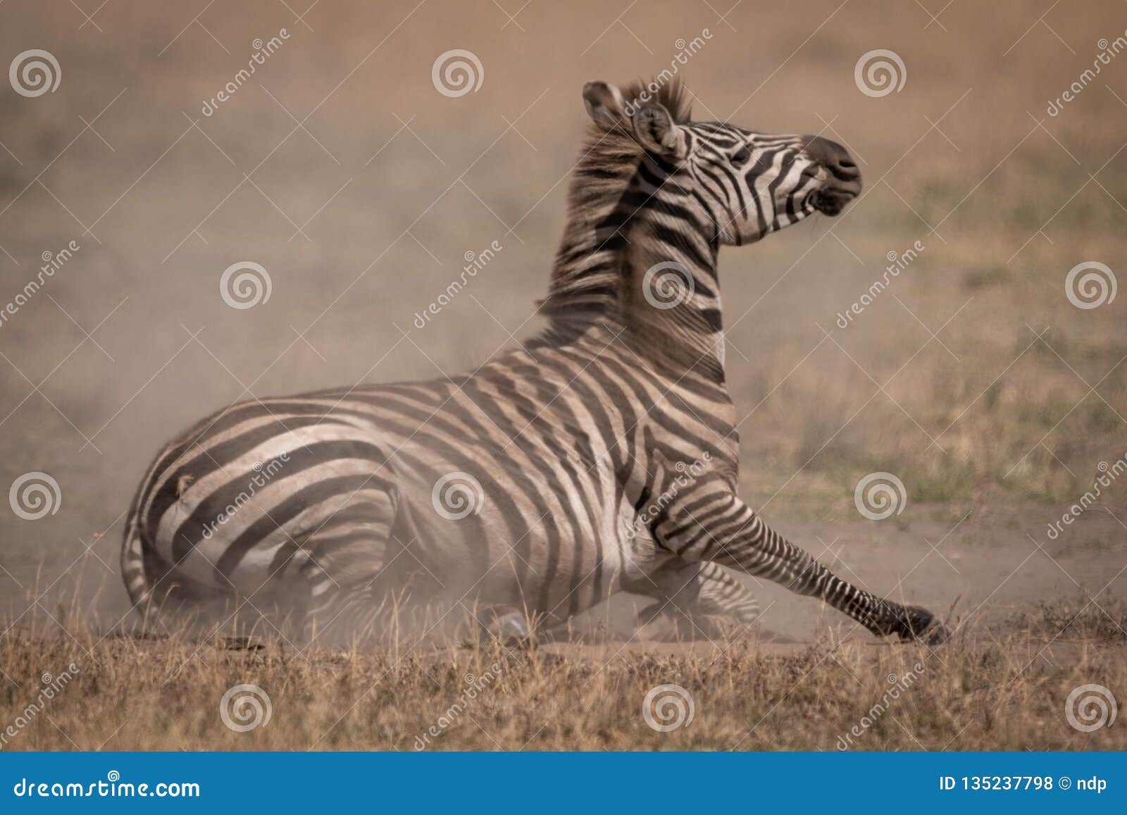 Plains Zebra Lying on Grassland in Dust Stock Photo - Image of rolling ...