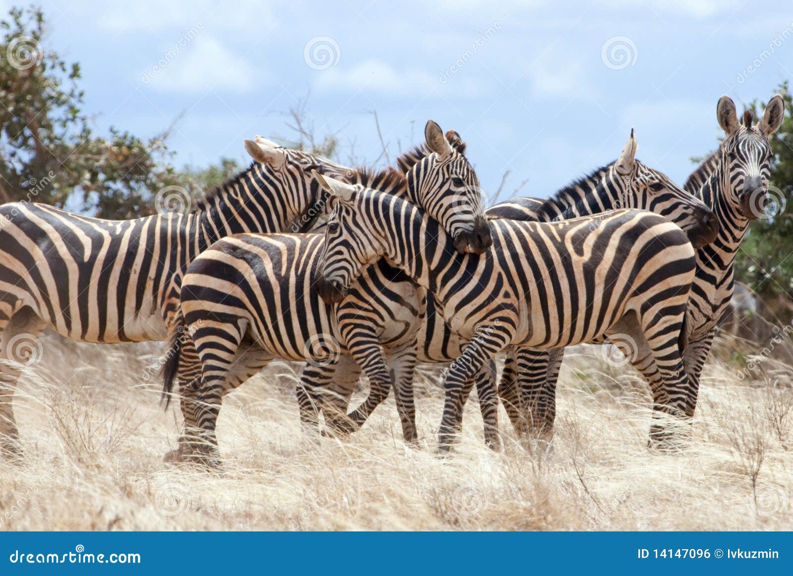 The Plains Zebra Playing in Tsavo National Park. Stock Photo - Image of ...