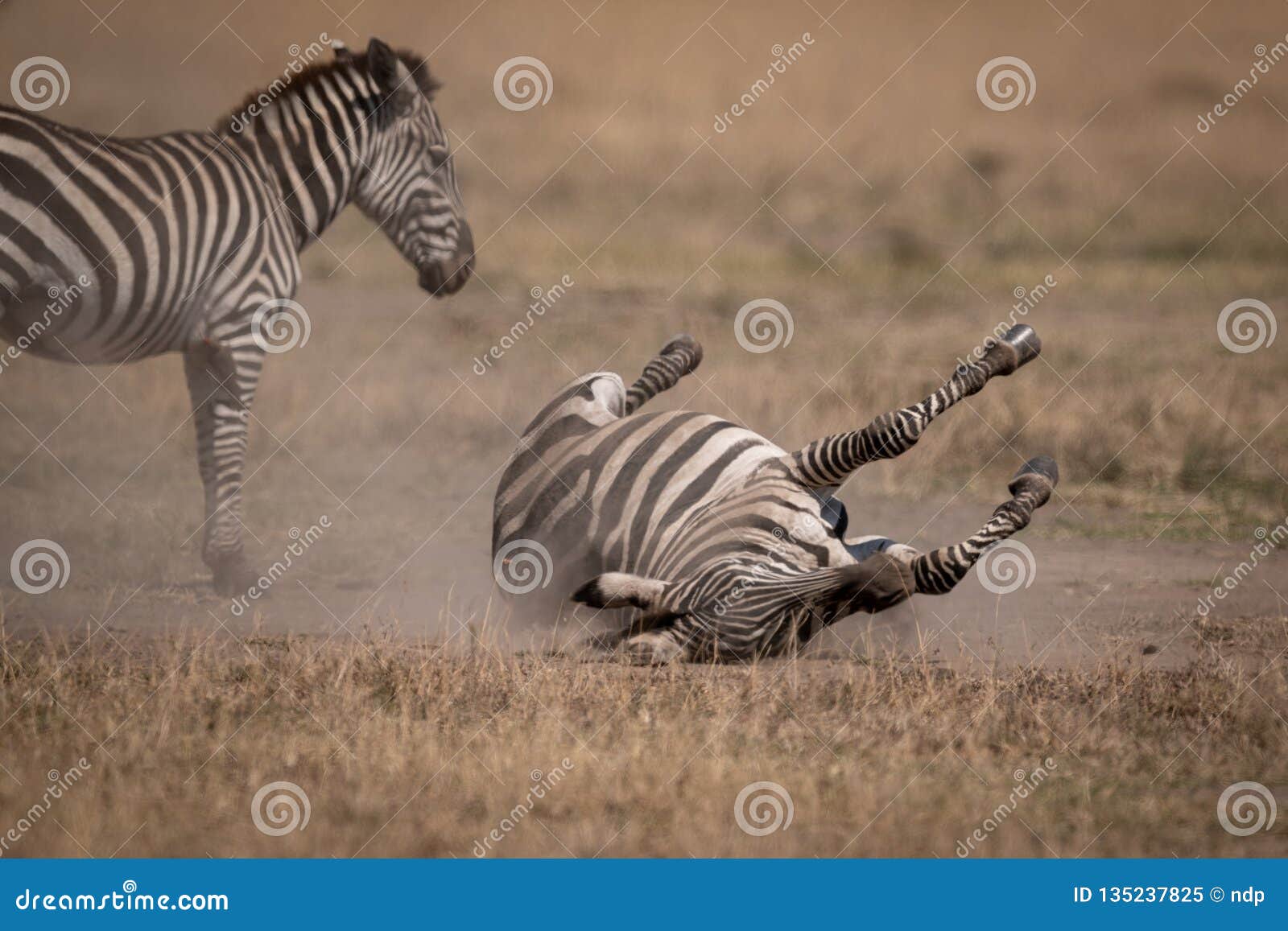 Plains Zebra Rolling on Back beside Mother Stock Image - Image of ...