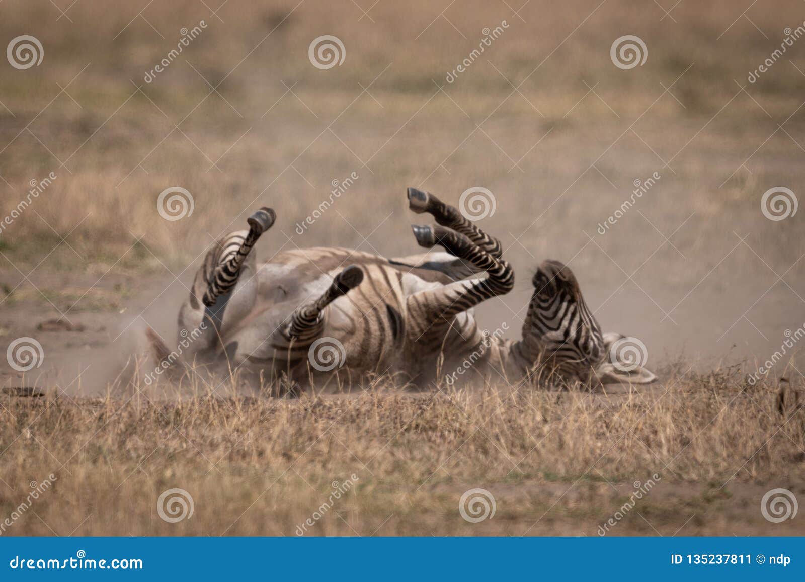Plains Zebra Rolling in Dust on Grassland Stock Image - Image of ...