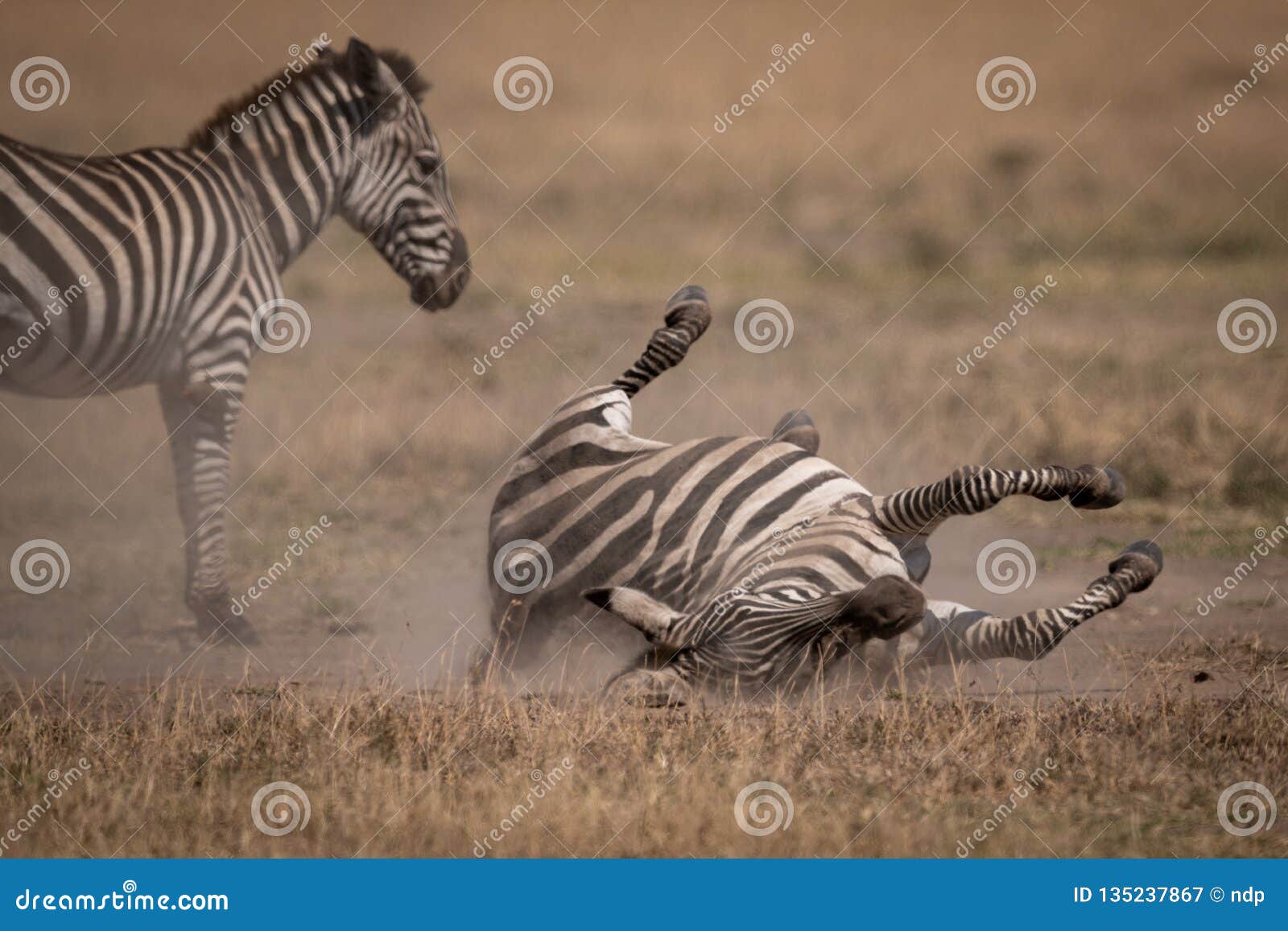Plains Zebra Rolls on Back beside Mother Stock Image - Image of kenya ...
