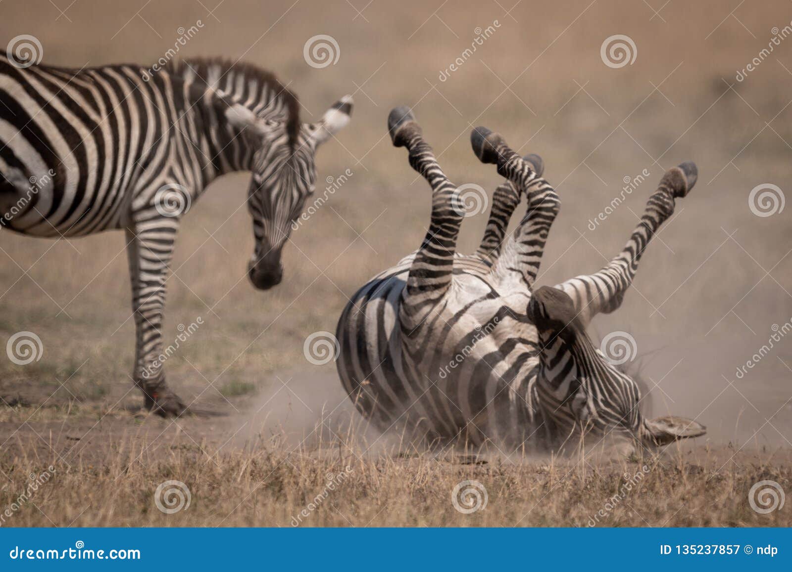 Plains Zebra Rolls in Dust beside Mother Stock Image - Image of nature ...