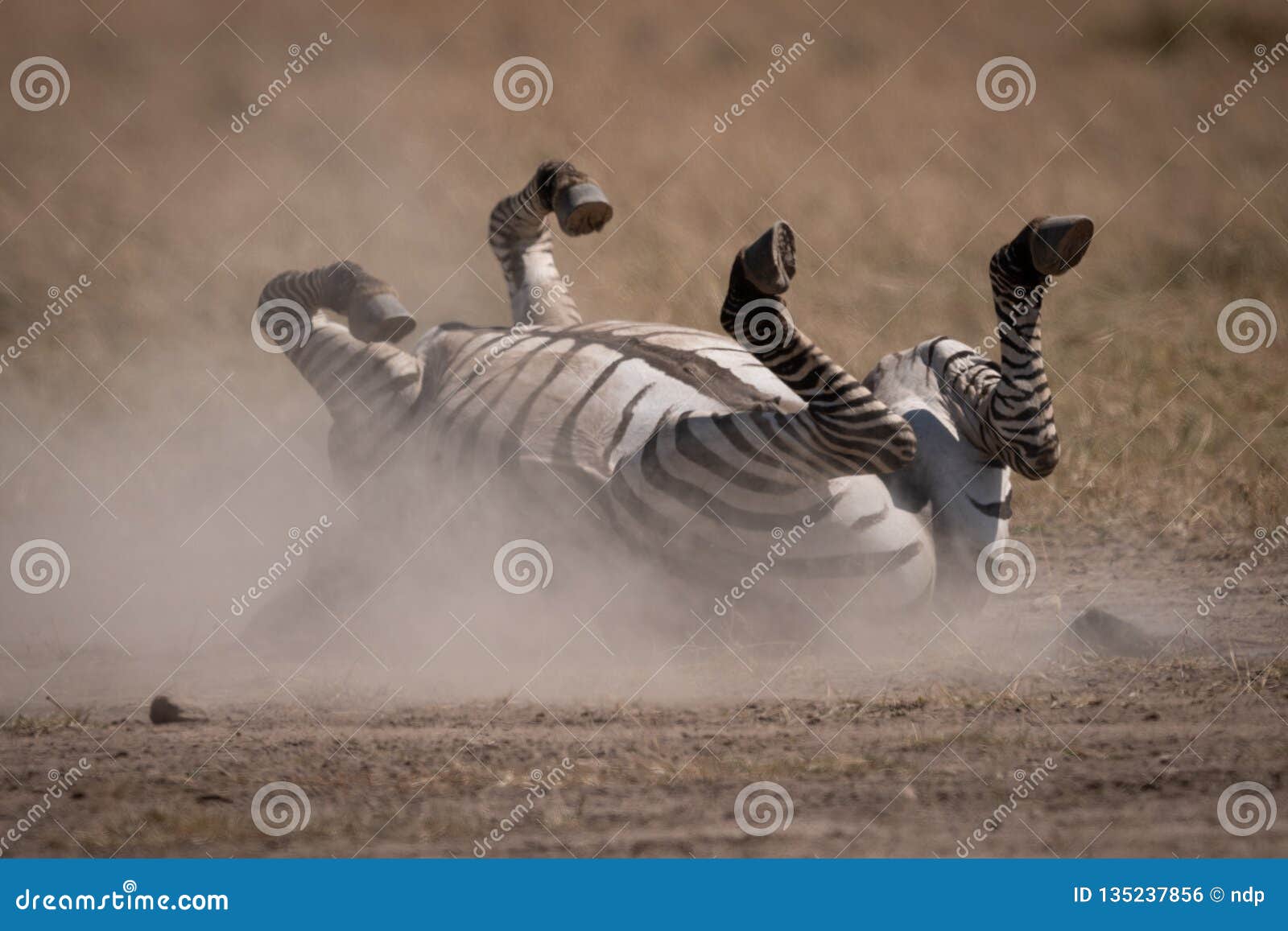 Plains Zebra Rolls in Dust on Savannah Stock Photo - Image of mammals ...