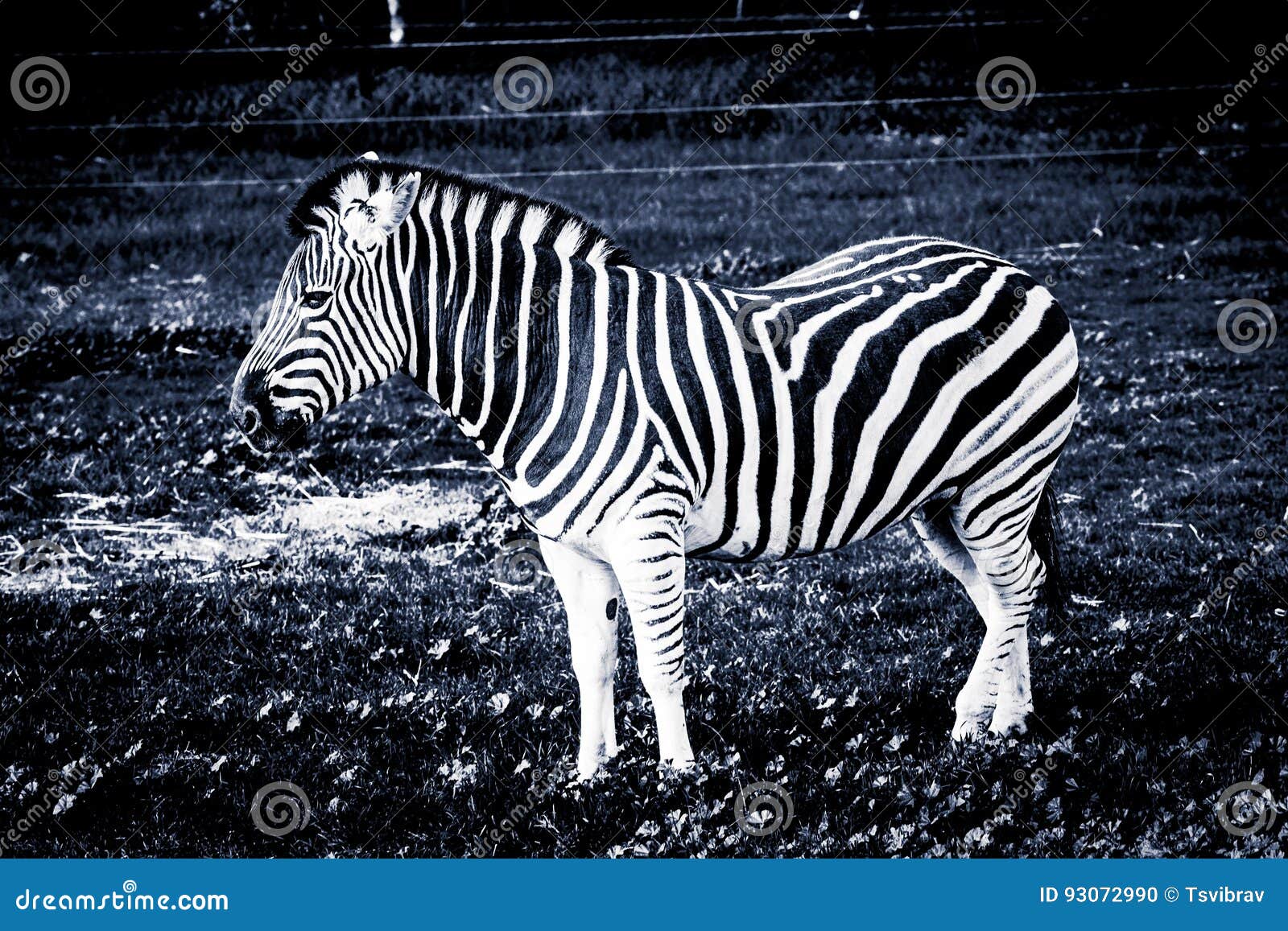 The Plains Zebra Standing on Grass - Stylized Black and White Po Stock ...