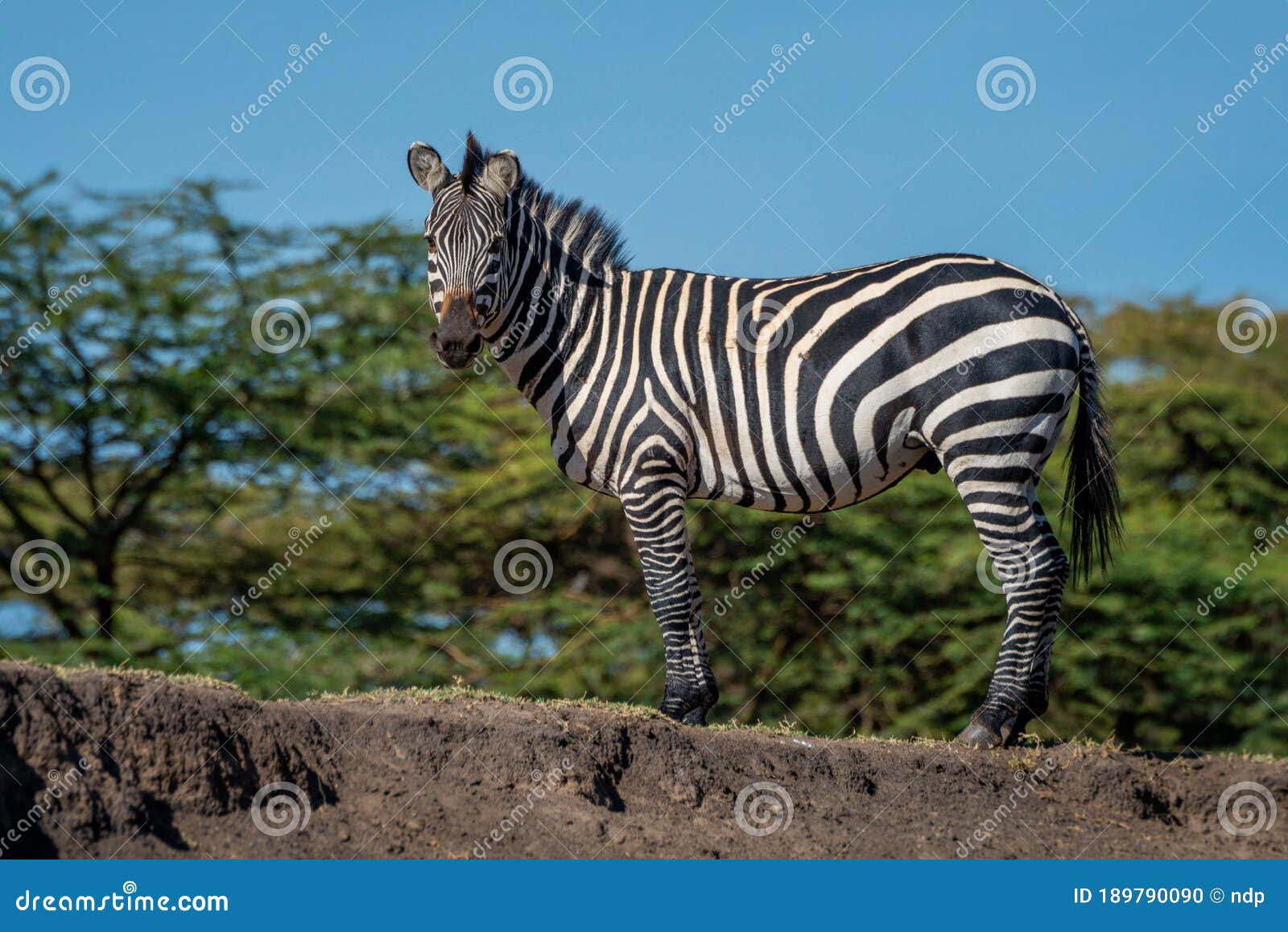 Plains Zebra Stands on Bank Eyeing Camera Stock Photo - Image of zebra ...