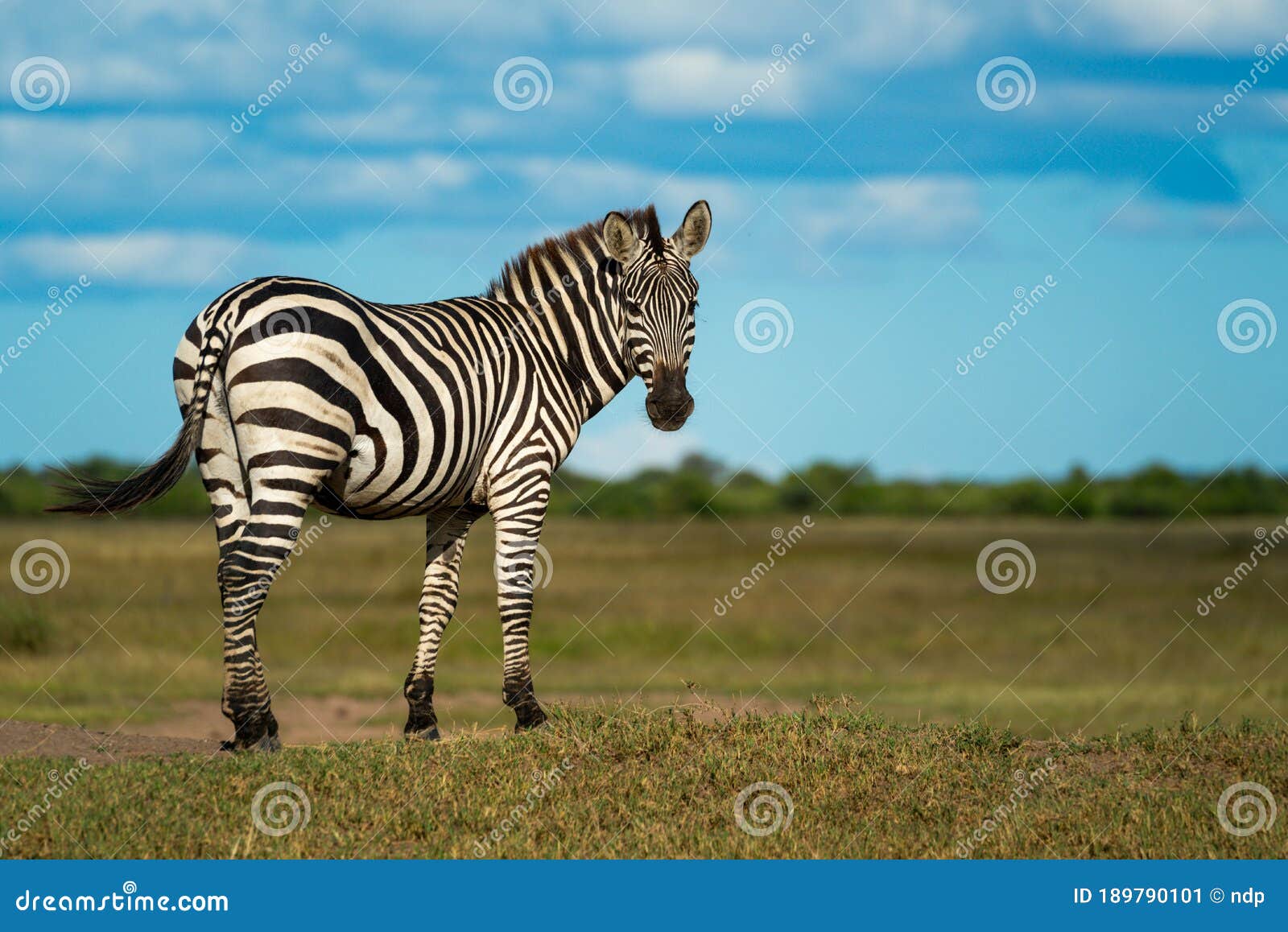 Plains Zebra Stands on Bank Looking Back Stock Image - Image of common ...