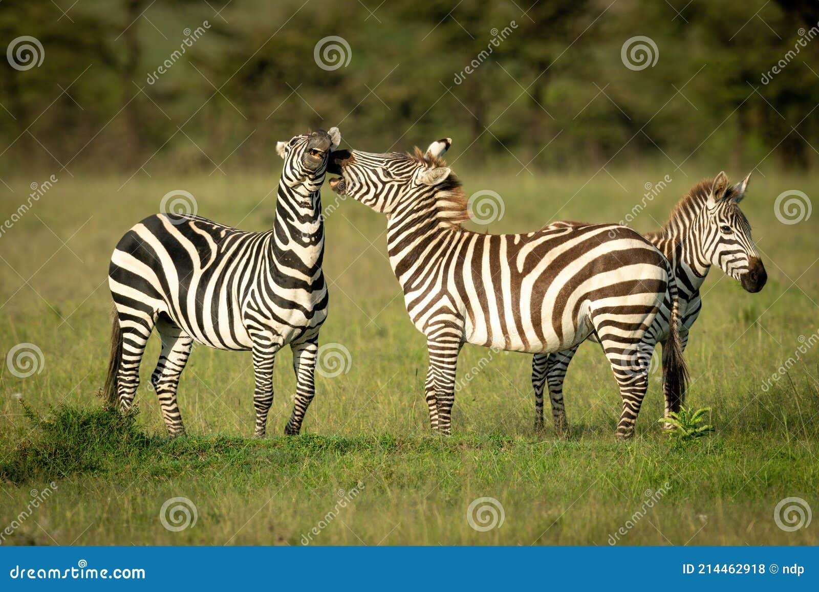 Plains Zebra Stands Biting Another on Grass Stock Photo - Image of ...