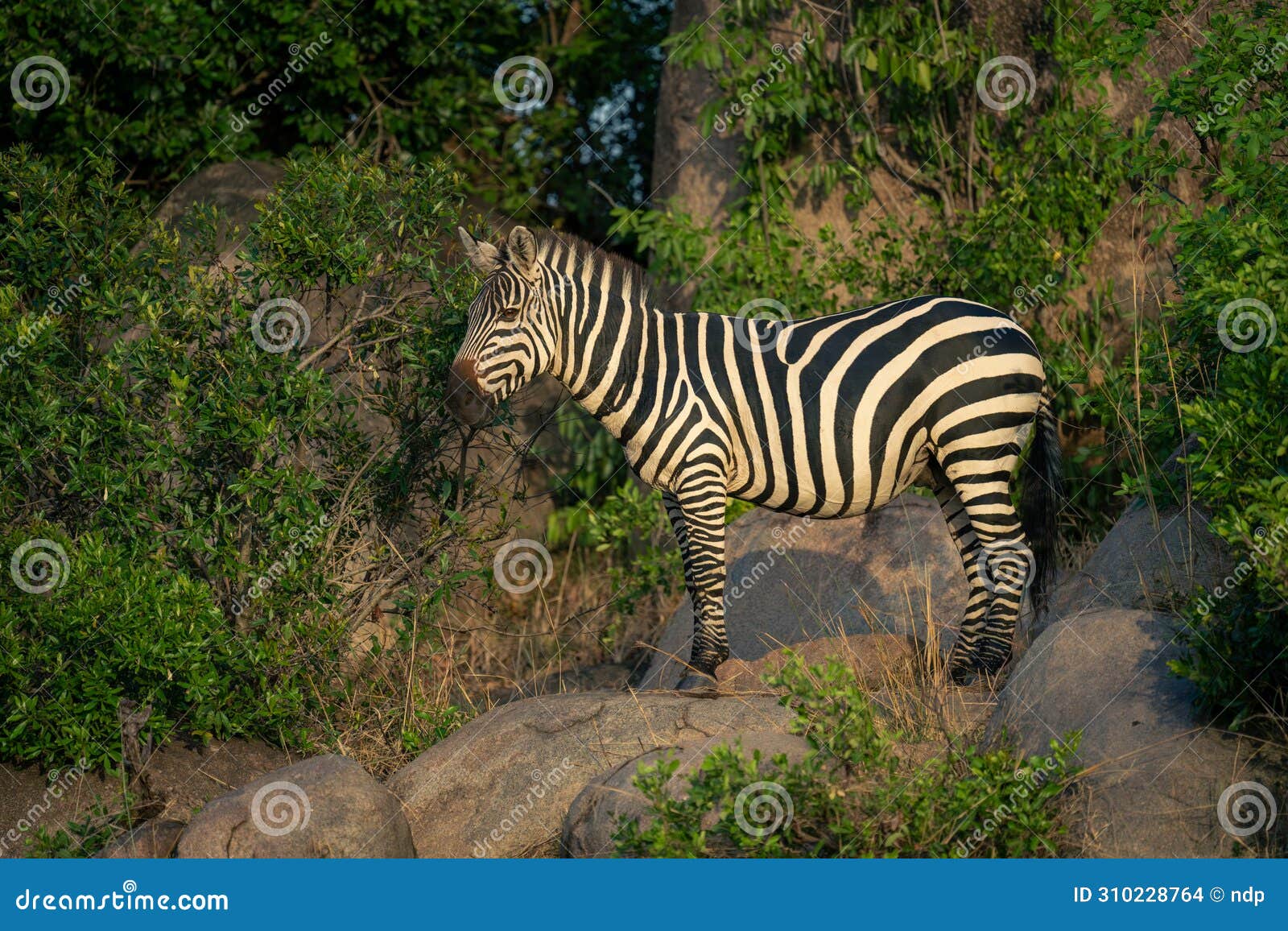 Plains Zebra Stands with Catchlight on Rocks Stock Photo - Image of ...