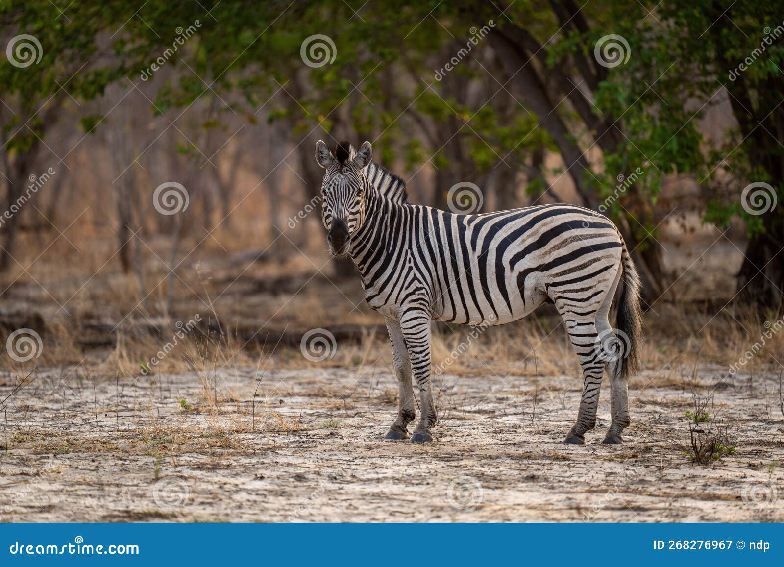 Plains Zebra Stands in Clearing Eyeing Camera Stock Image - Image of ...