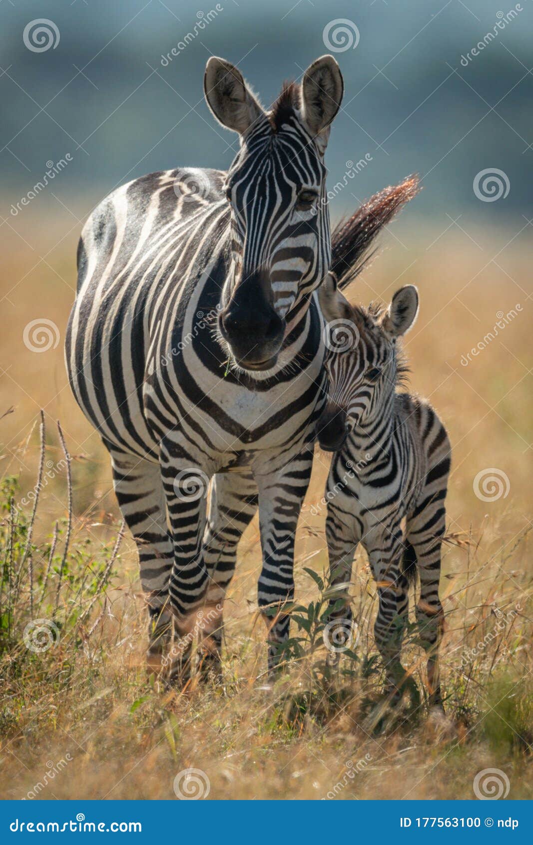 Plains Zebra Stands Facing Camera with Foal Stock Photo - Image of ...