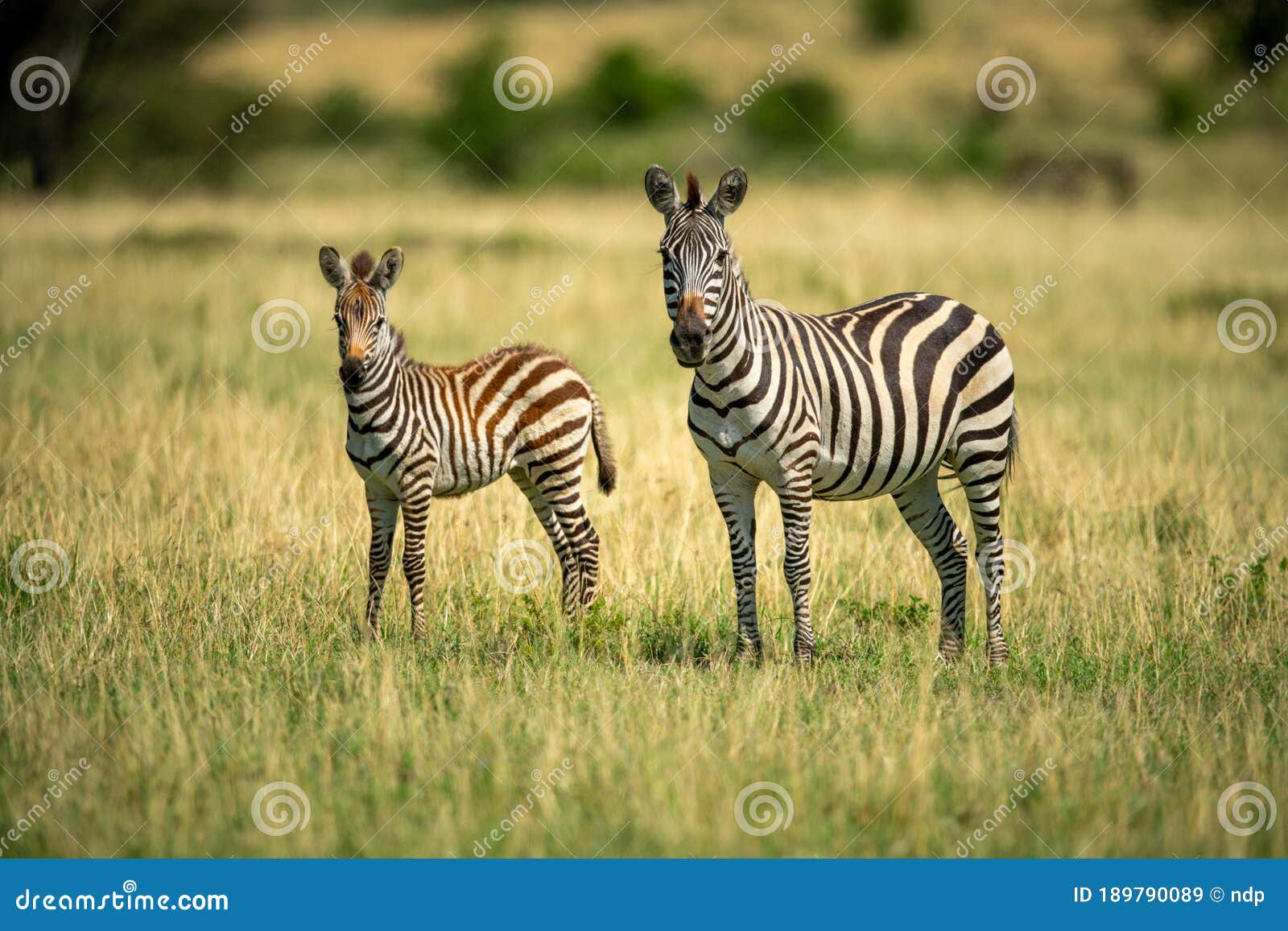 Plains Zebra Stands by Foal on Savannah Stock Image - Image of zebra ...