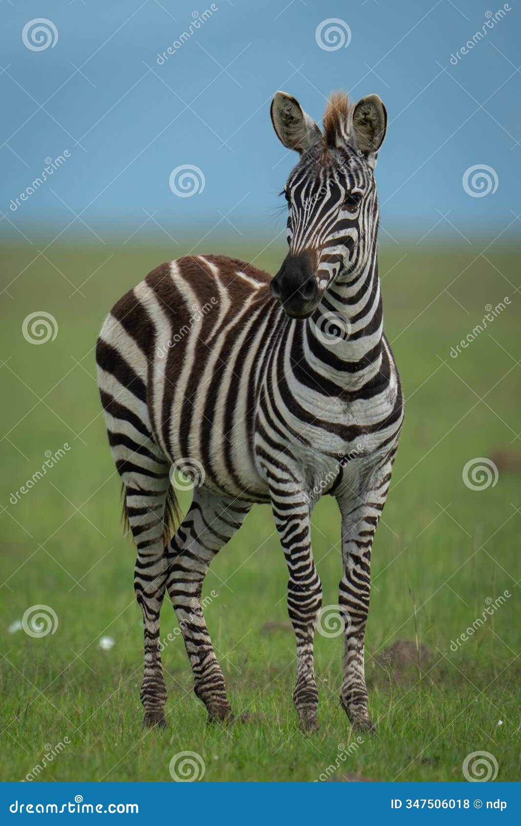 Plains Zebra Stands on Grass Turning Head Stock Photo - Image of ...