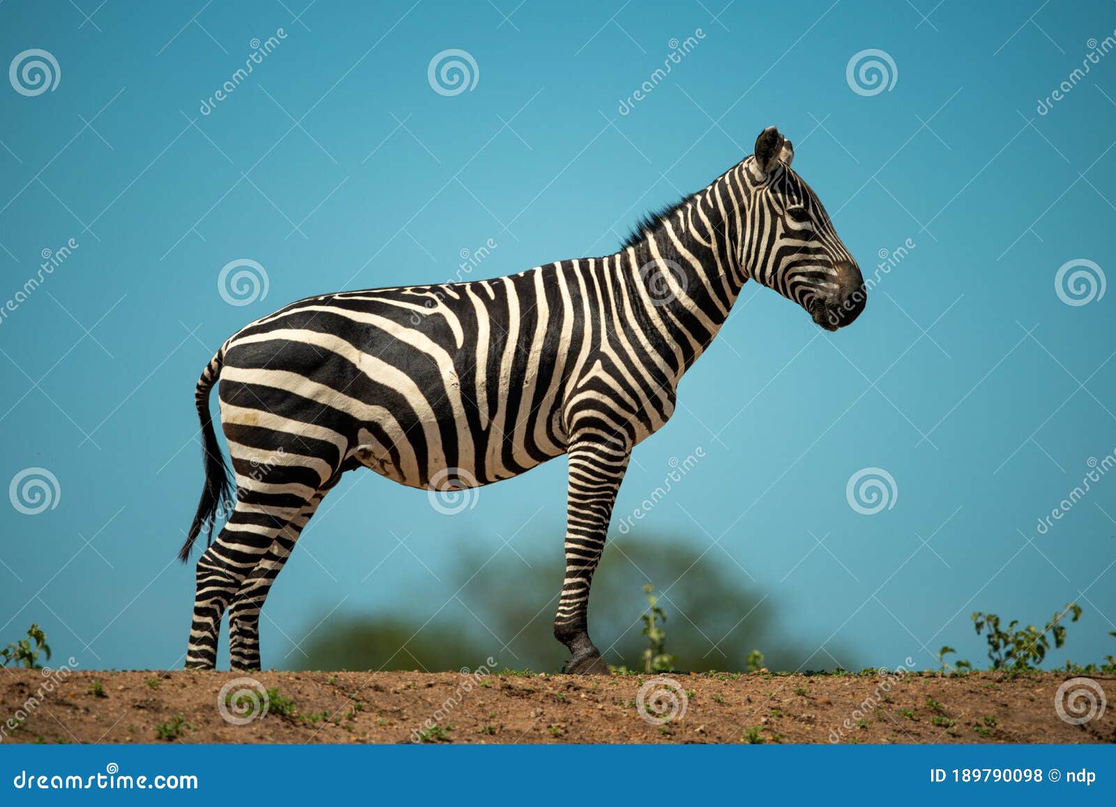 Plains Zebra Stands on Horizon on Bank Stock Photo - Image of game ...