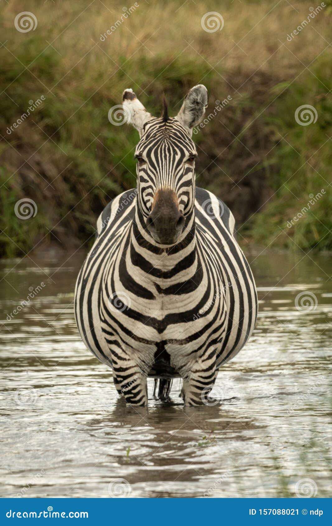 Plains Zebra Stands in Pool Facing Camera Stock Image - Image of africa ...