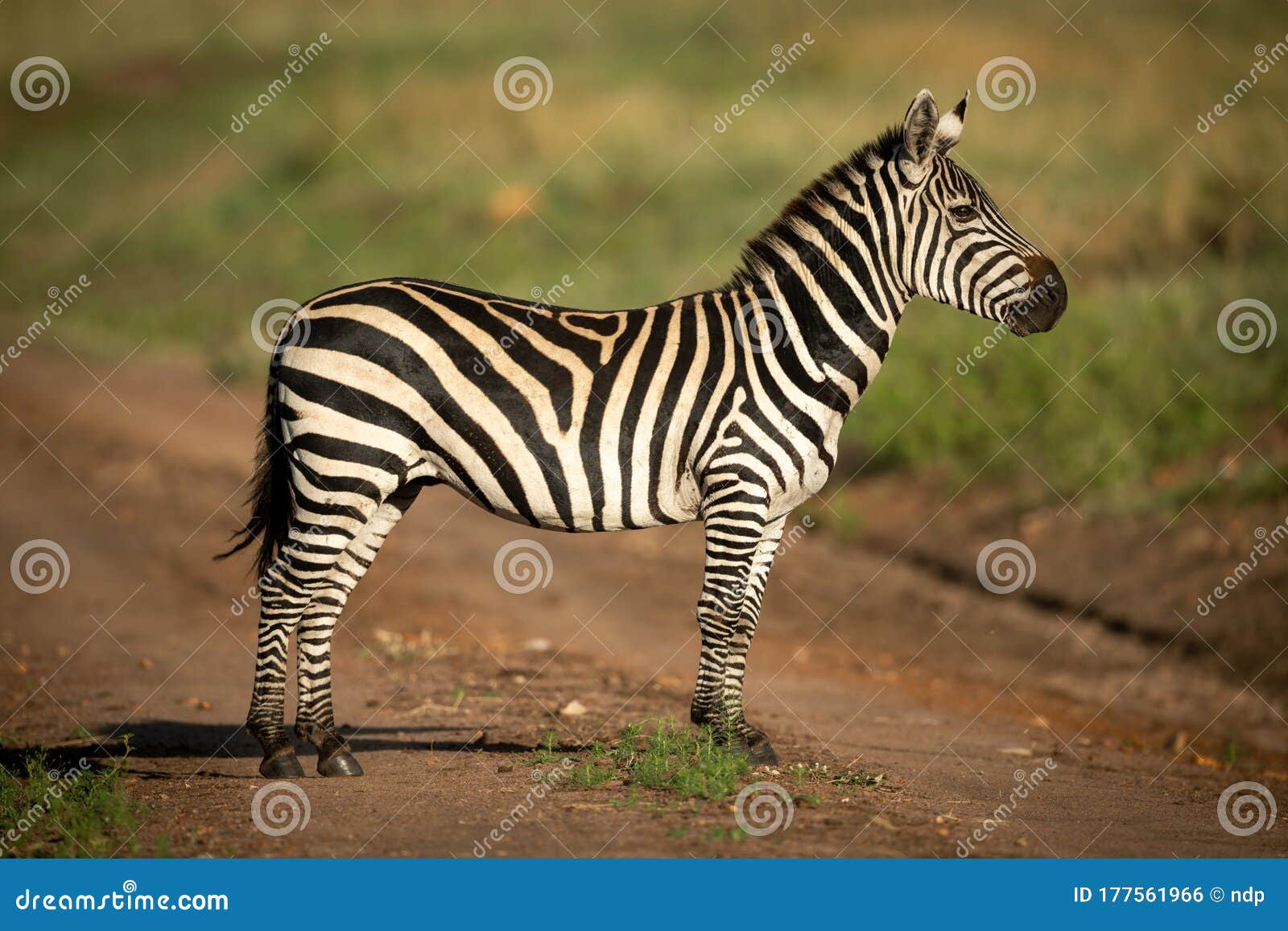 Plains Zebra Stands in Profile on Track Stock Photo - Image of africa ...