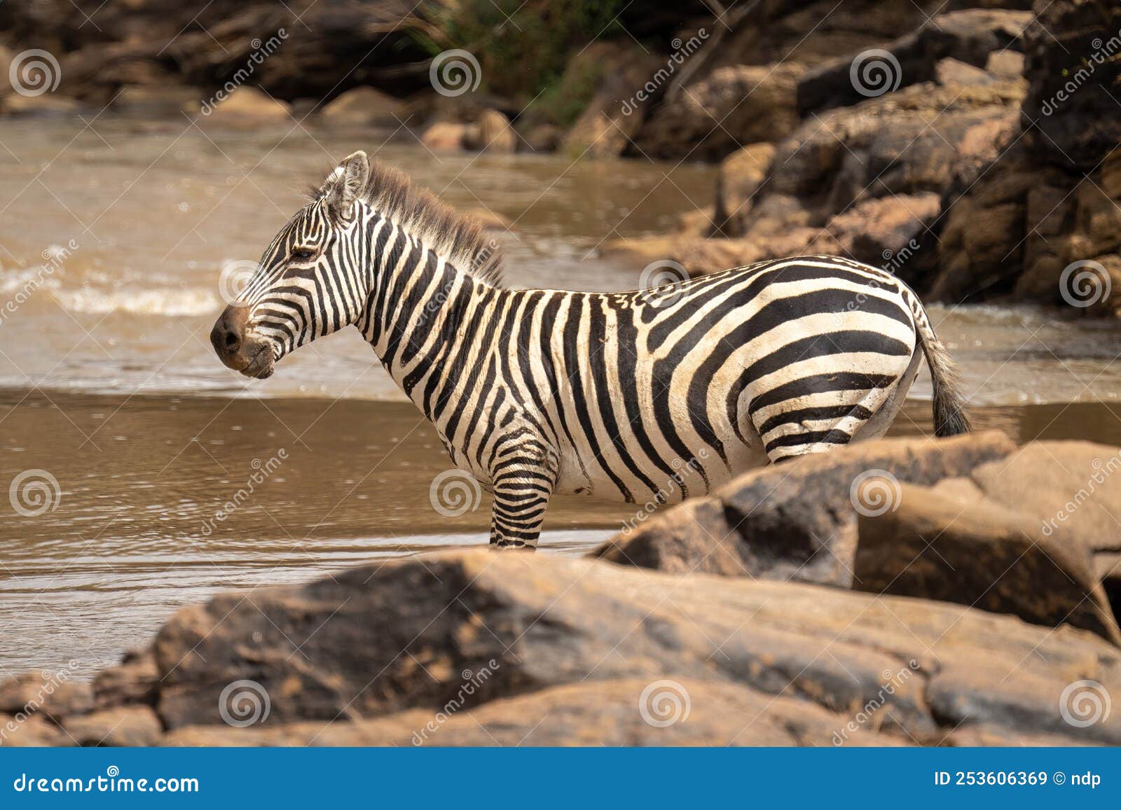 Plains Zebra Stands in River Behind Rocks Stock Image - Image of game ...