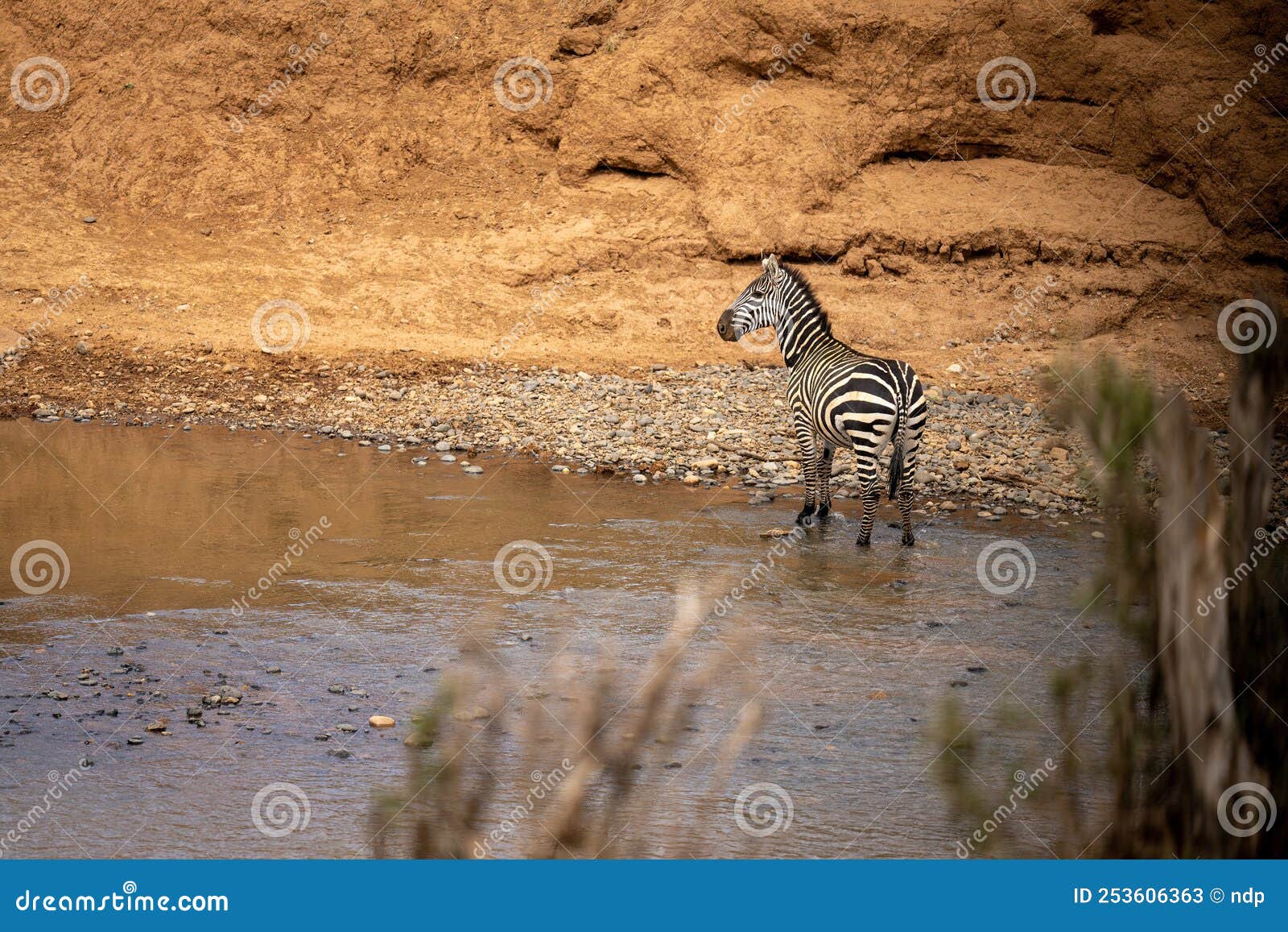 Plains Zebra Stands River Near Rocky Cliff Stock Image - Image of ...