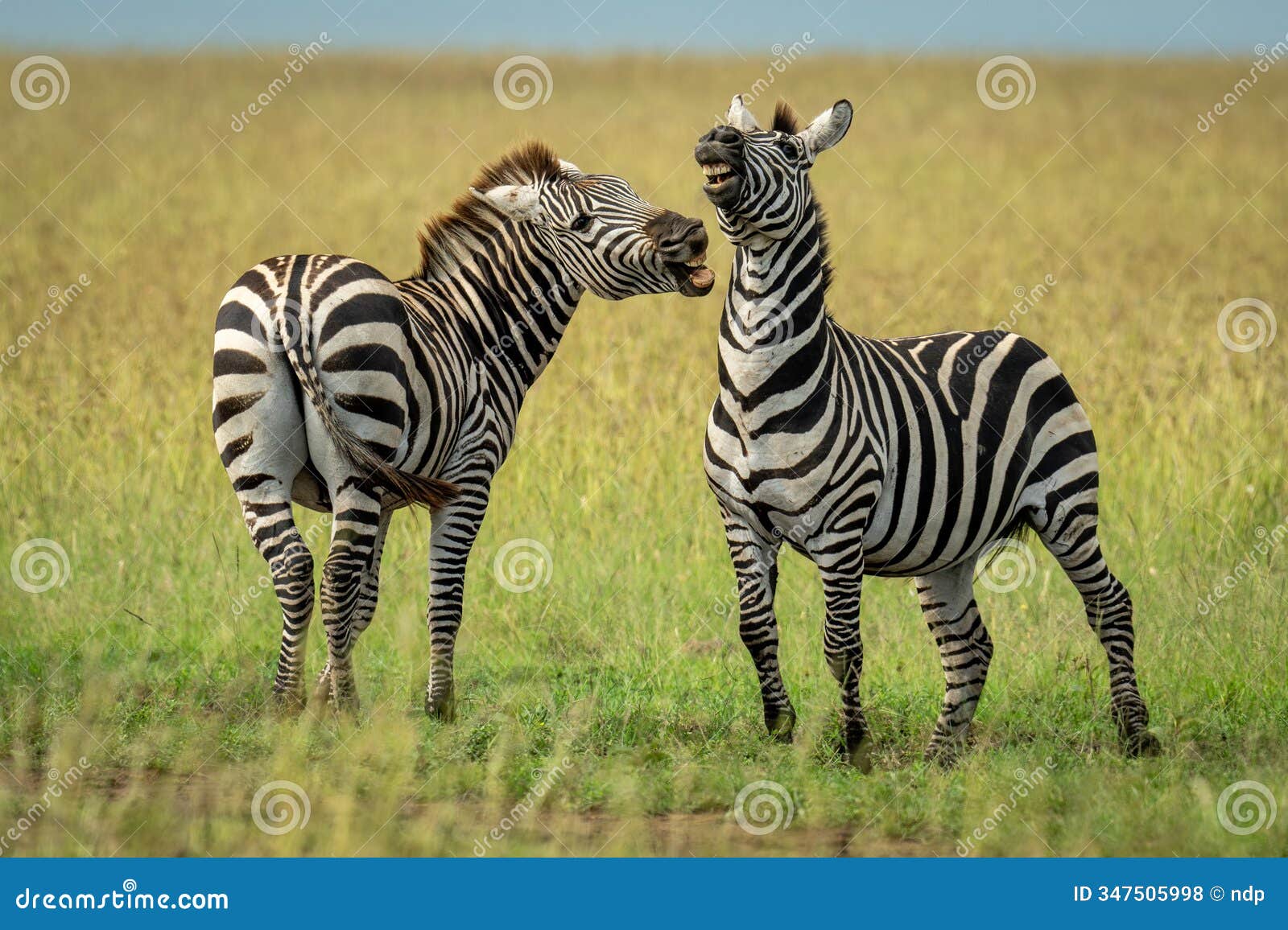Plains Zebra Stands Swinging To Bite Another Stock Photo - Image of ...