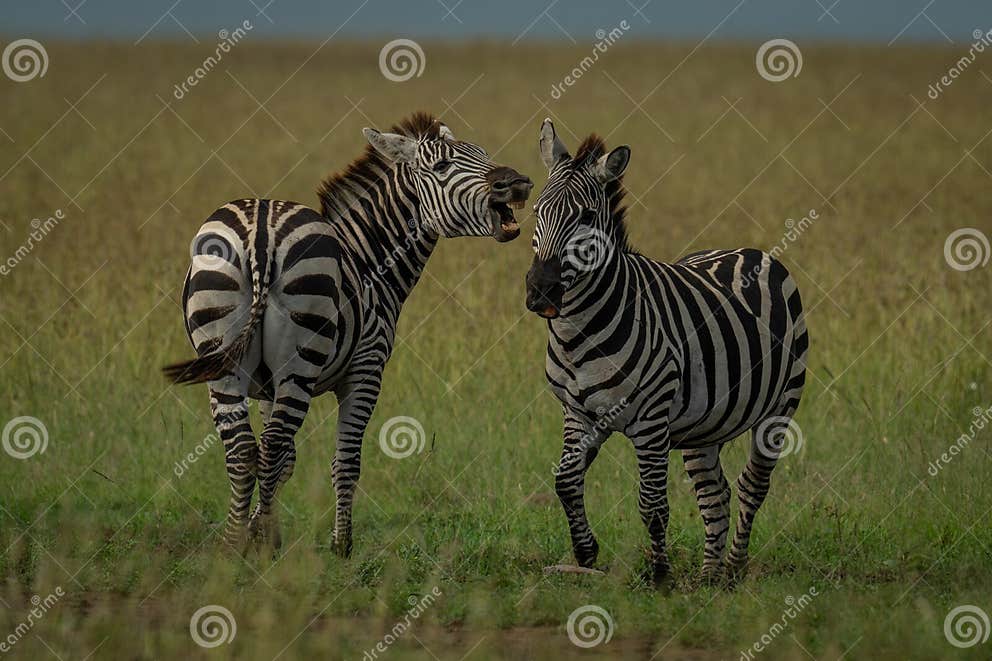 Plains Zebra Stands Twisting To Bite Another Stock Photo - Image of ...