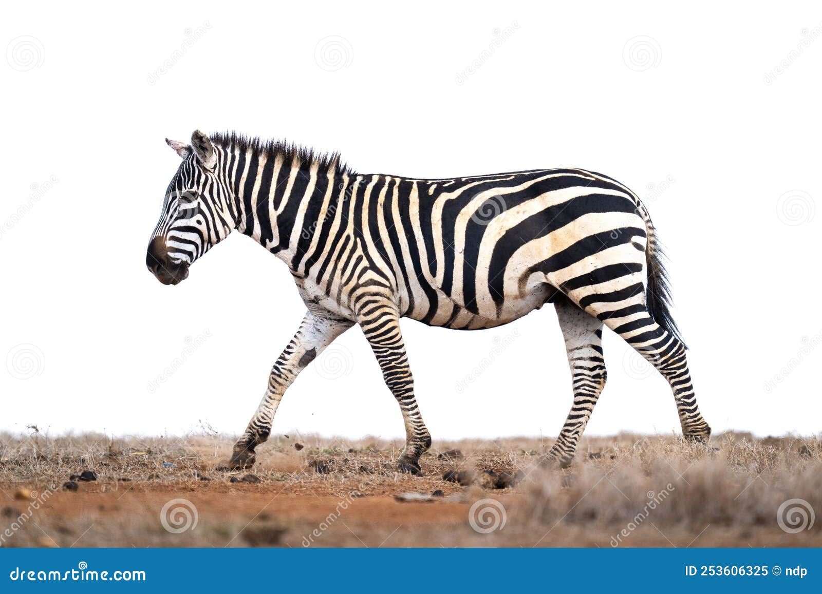 Plains Zebra Walking Across Horizon on Savannah Stock Image - Image of ...