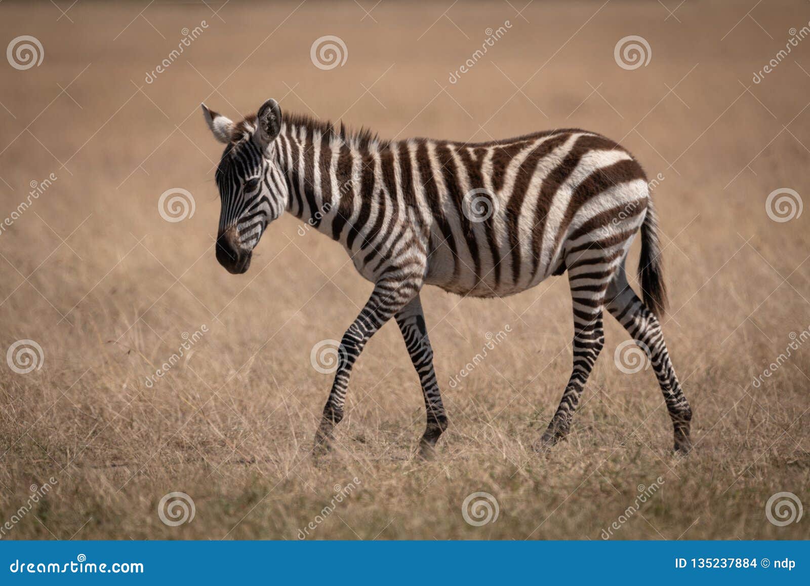 Plains Zebra Walking Alone on Grassy Plain Stock Photo - Image of ...