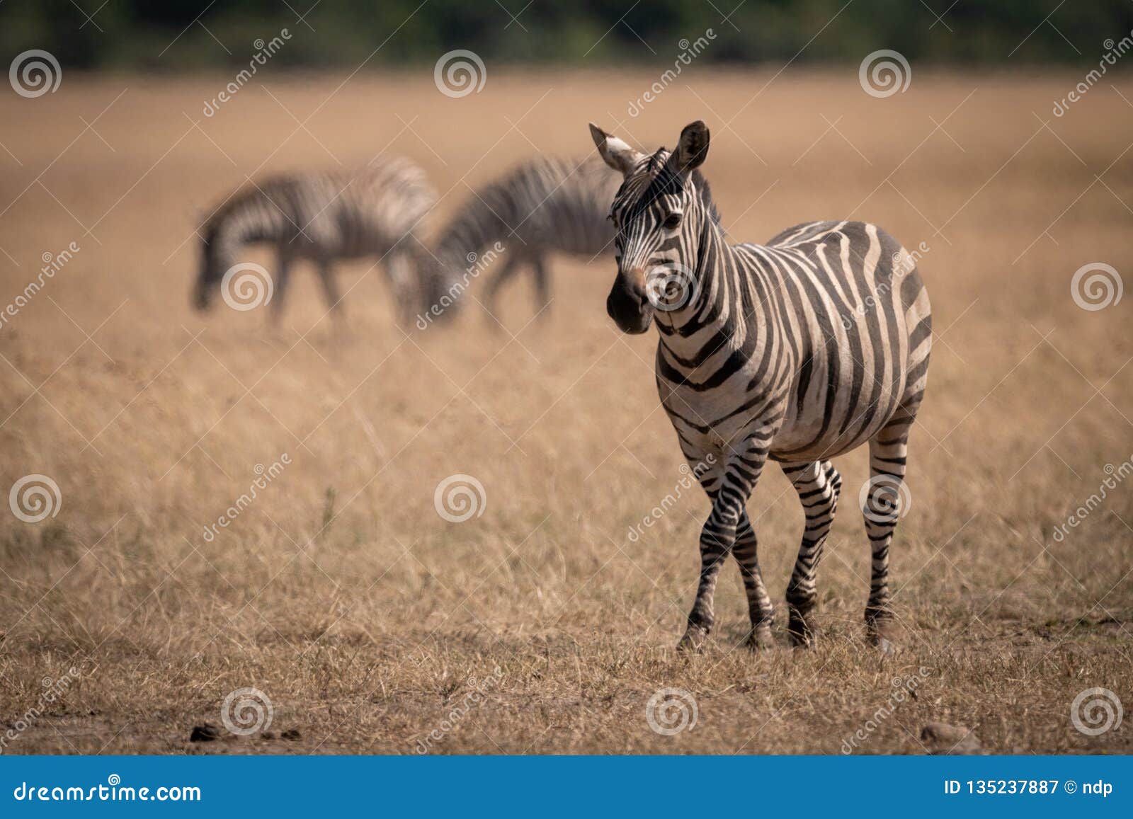 Plains Zebra Walking on Savannah Near Others Stock Image - Image of ...