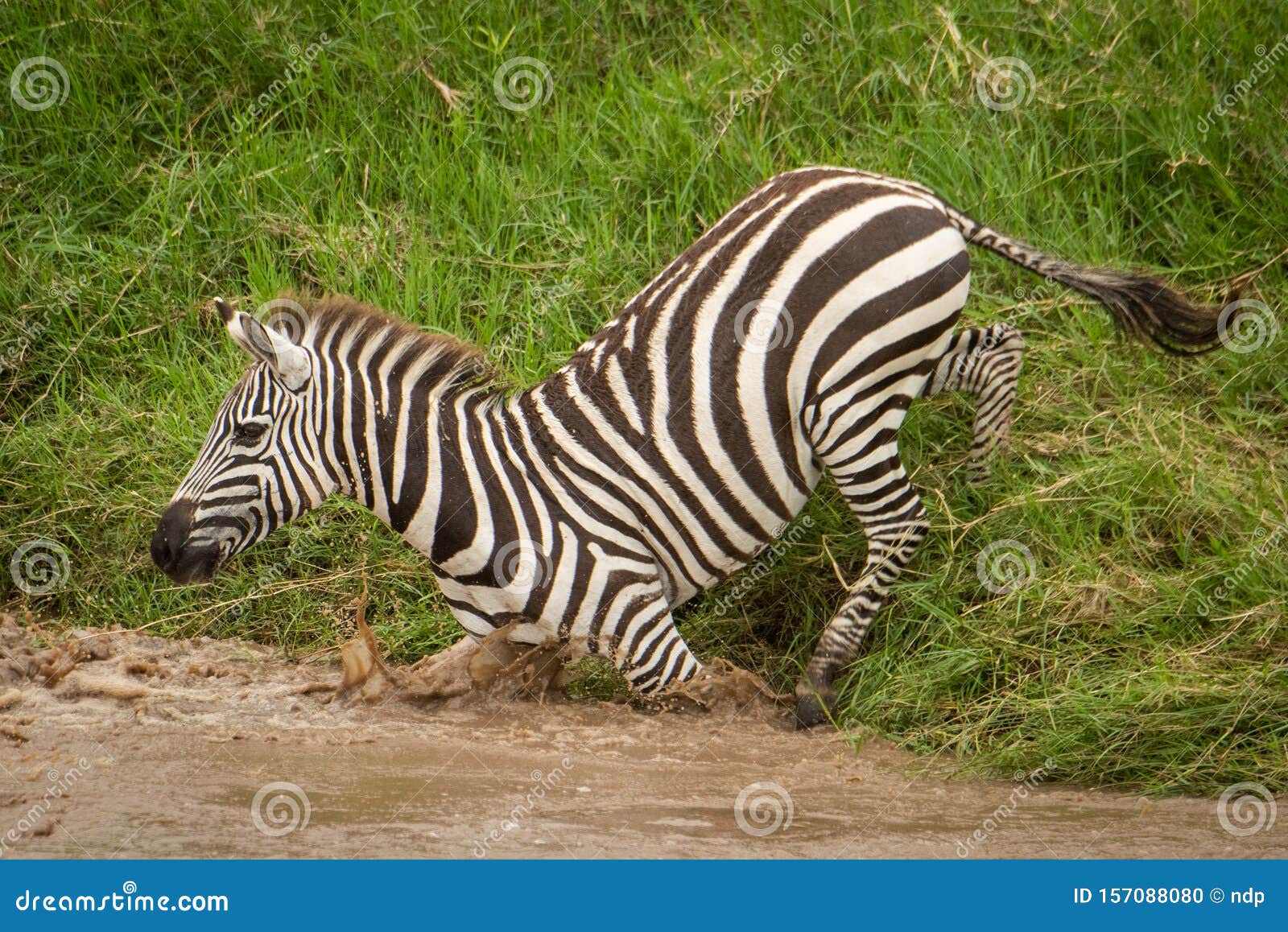Plains Zebra Walks Across River in Spray Stock Photo - Image of ... Plains Zebra Walks Across River in Spray Stock Photo - Image of ...
