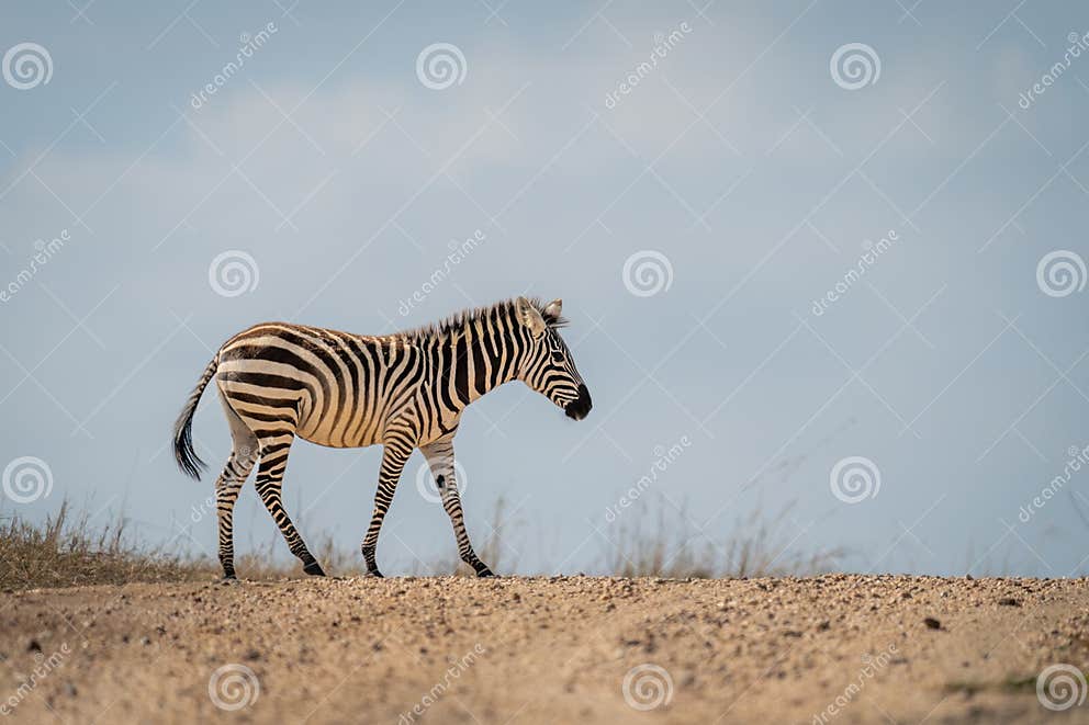 Plains Zebra Walks Across Track in Sunshine Stock Photo - Image of ... Plains Zebra Walks Across Track in Sunshine Stock Photo - Image of ...
