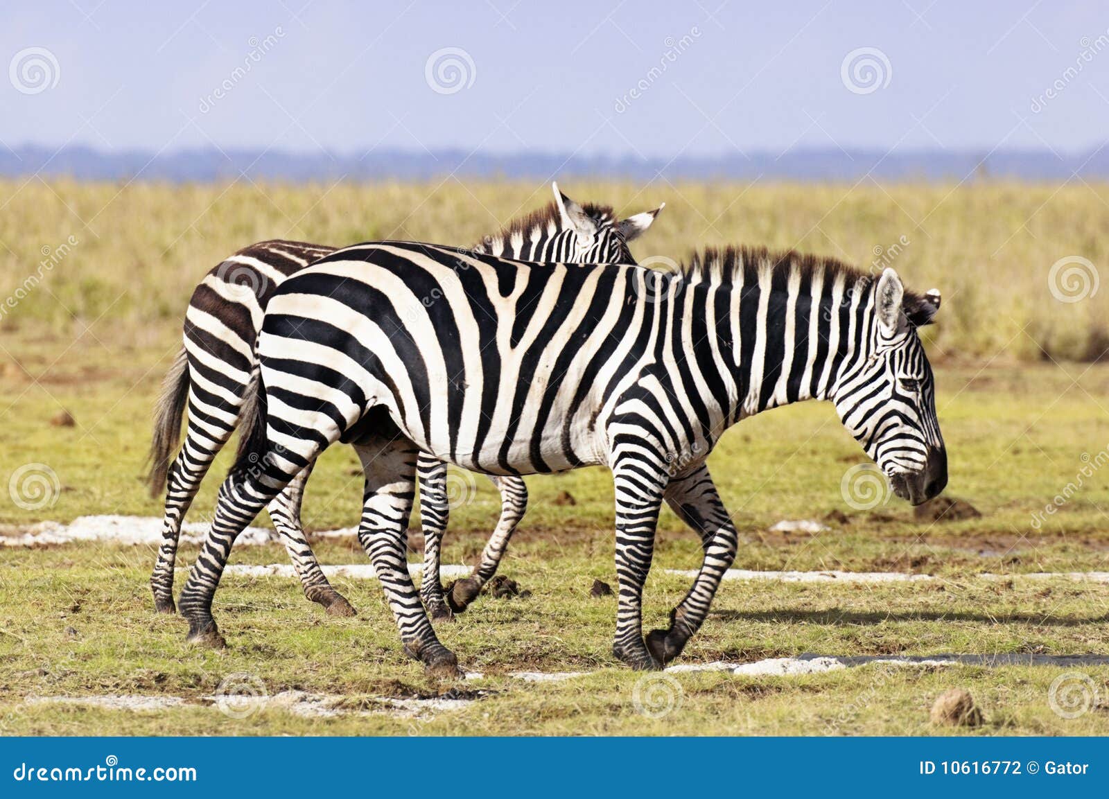 Plains Zebras stock photo. Image of summer, common, sand - 10616772
