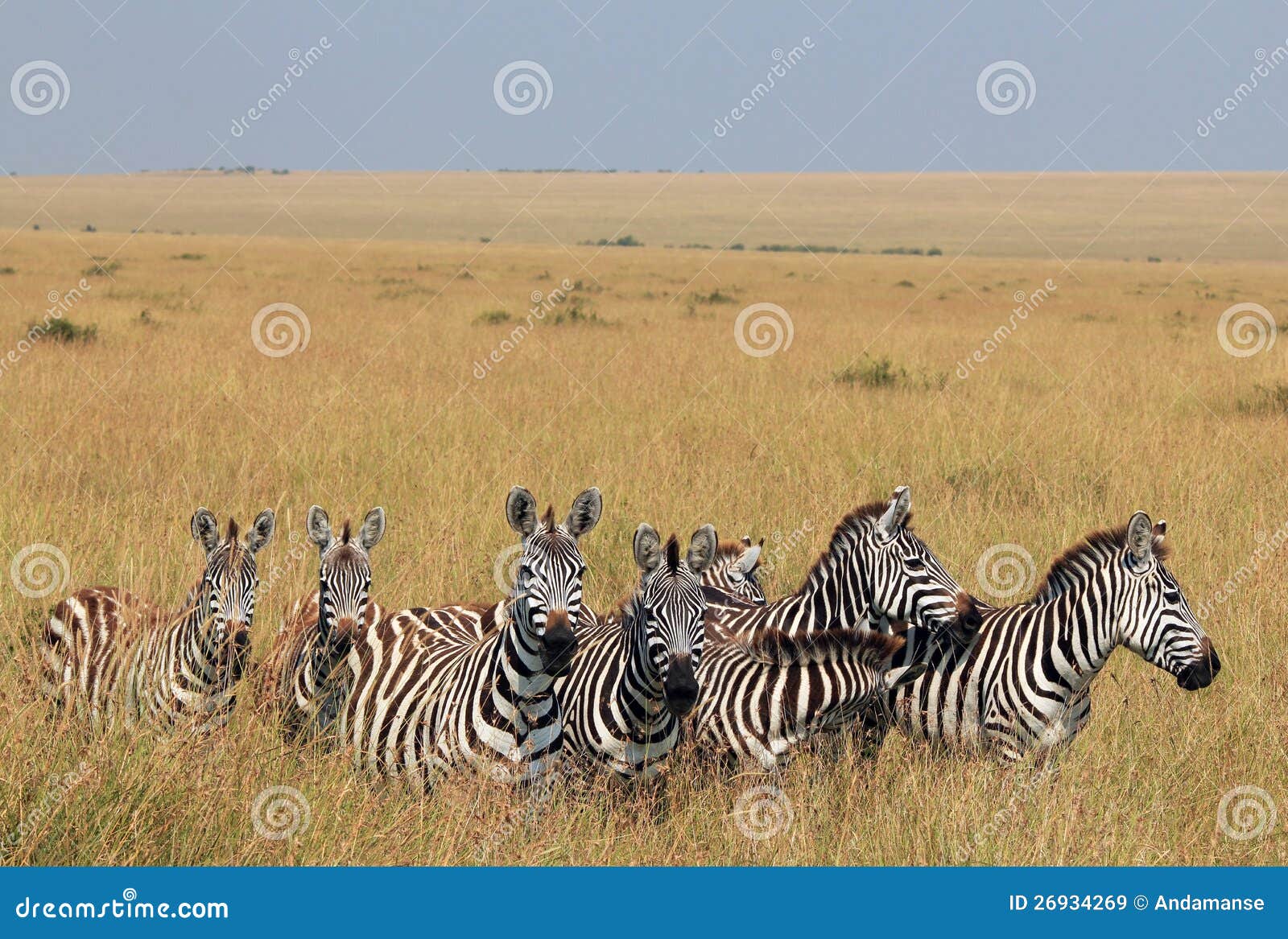 Plains Zebras stock image. Image of animals, ungulate - 26934269