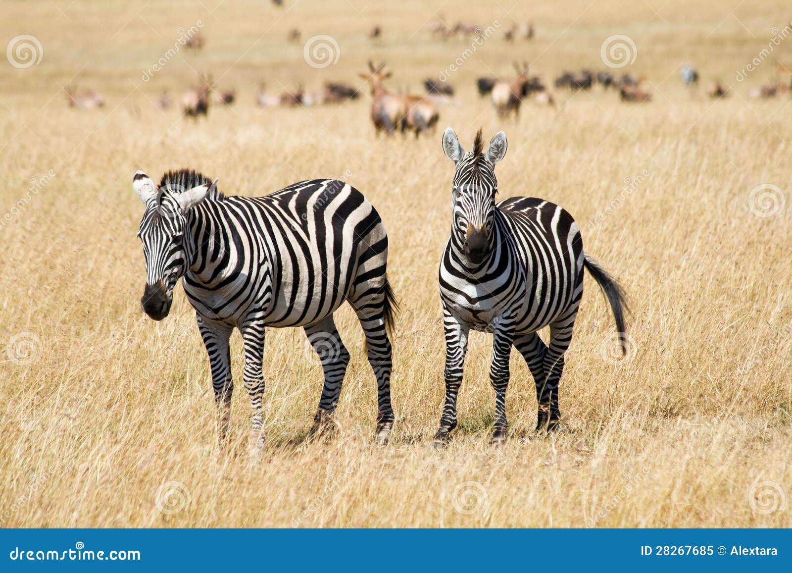 Plains zebras stock image. Image of background, beauty - 28267685