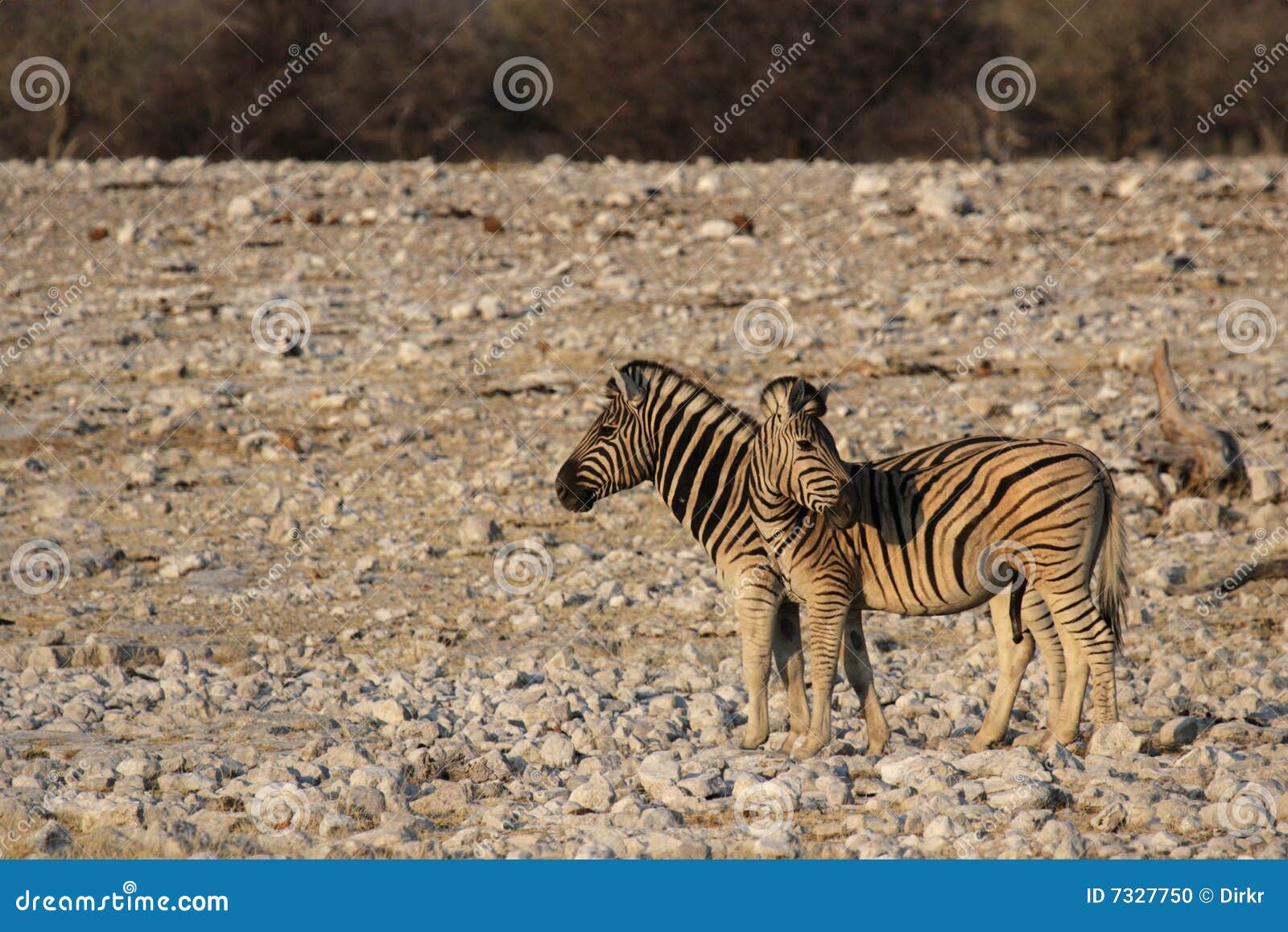 Plains Zebras stock photo. Image of mammal, equus, steppe - 7327750