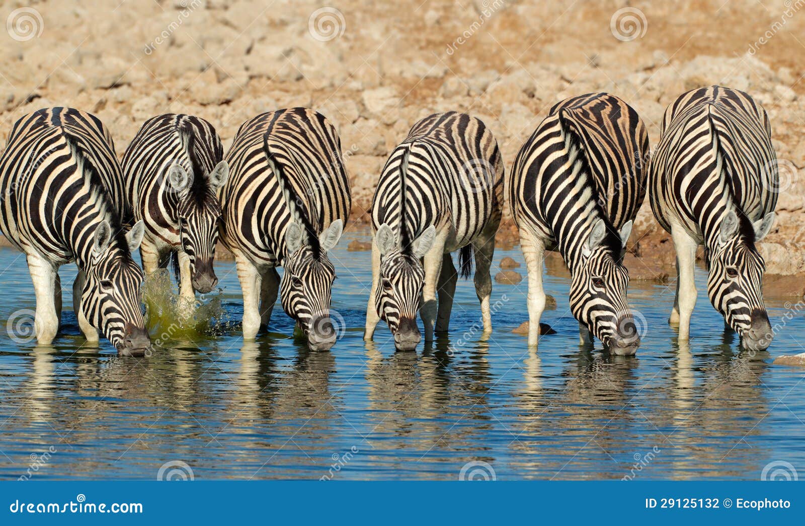 Plains Zebras Drinking Water Stock Photo - Image of african, habitat ...