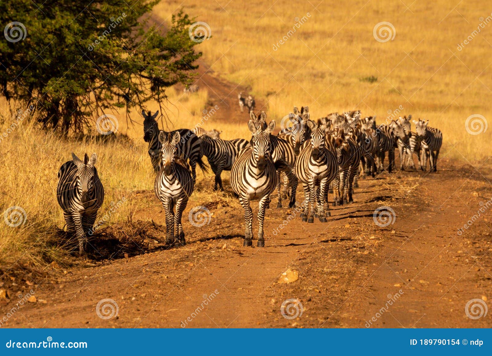 Plains Zebras Walk Towards Camera on Track Stock Photo - Image of ...
