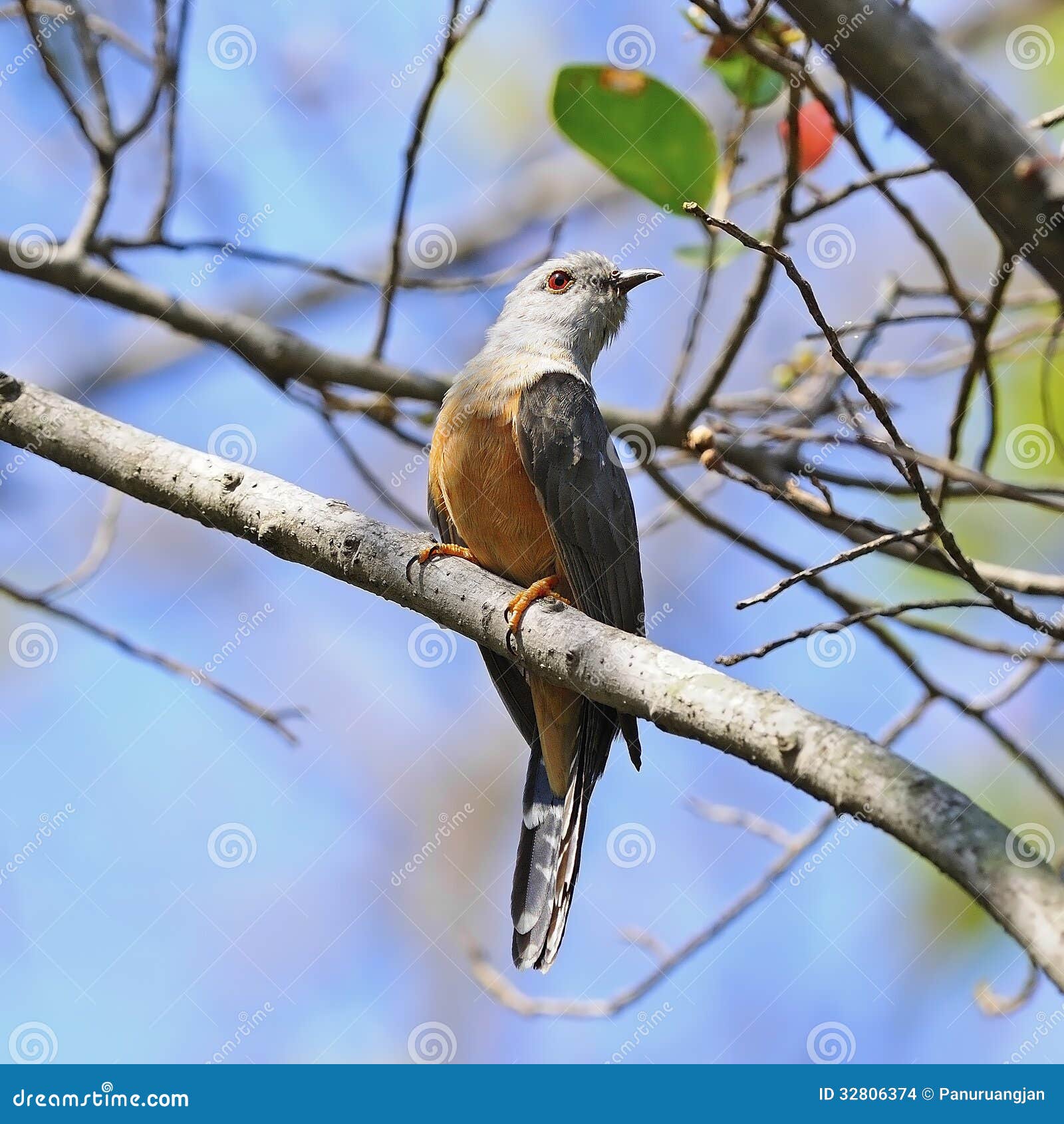 Plaintive Cuckoo stock photo. Image of avian, birding - 32806374