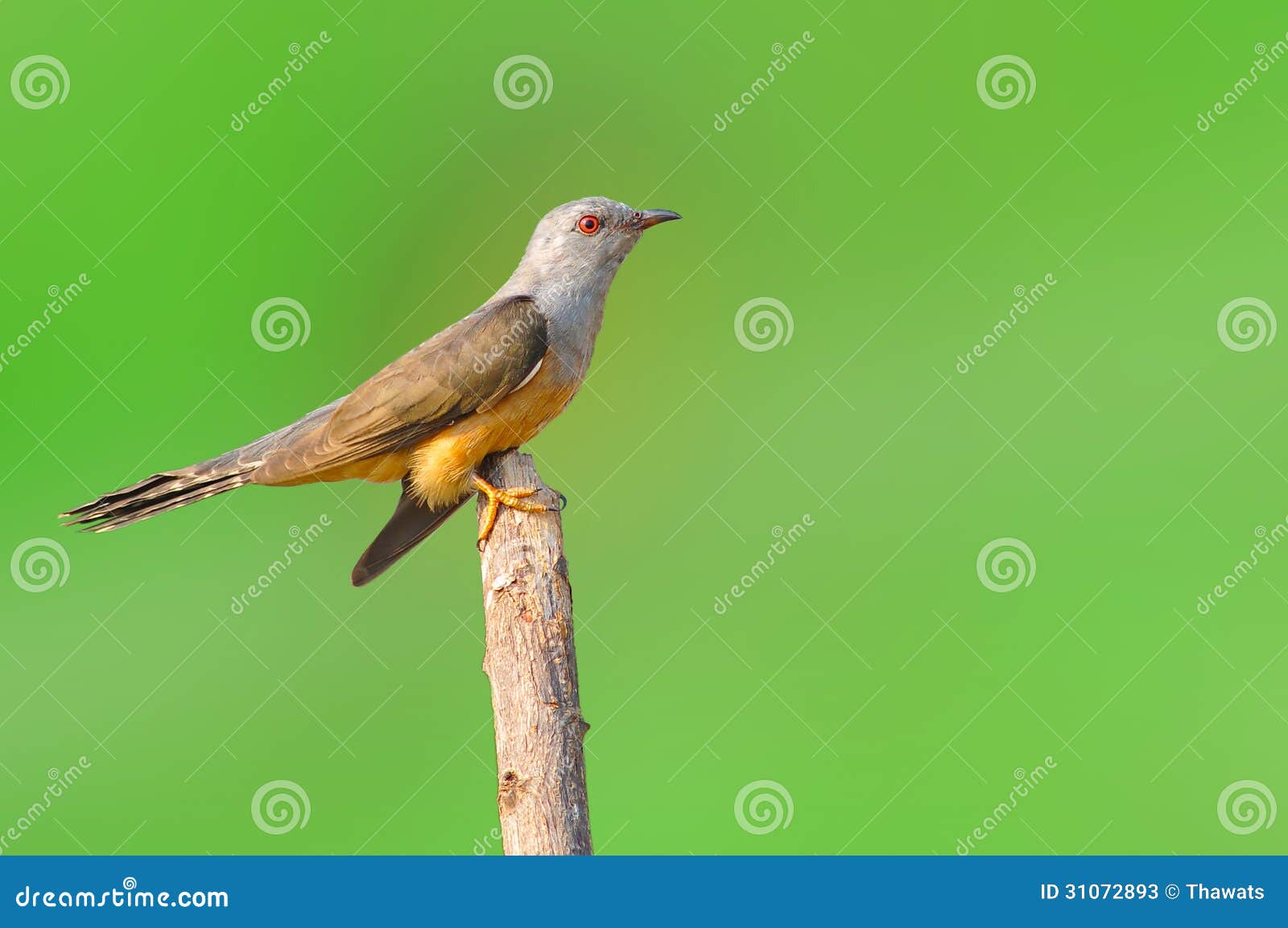 Plaintive Cuckoo bird stock image. Image of outdoor, beak - 31072893