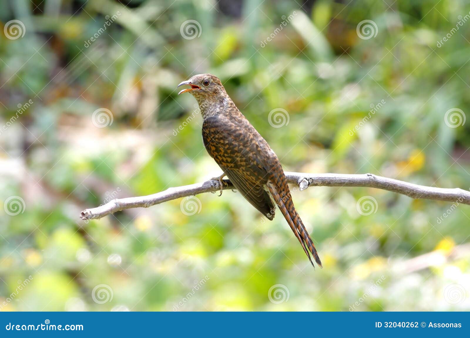 Plaintive Cuckoo Cacomantis Merulinus Stock Photo - Image of cacomantis ...