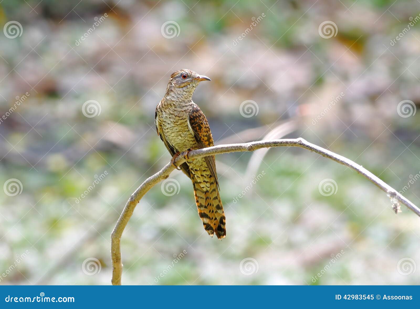 Plaintive Cuckoo Cacomantis Merulinus Stock Image - Image of feather ...