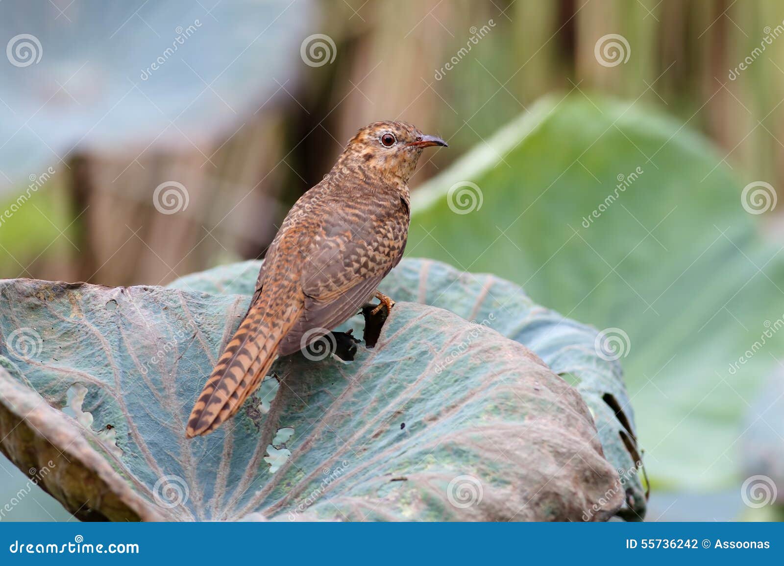 Plaintive Cuckoo Cacomantis Merulinus Stock Photo - Image of ...