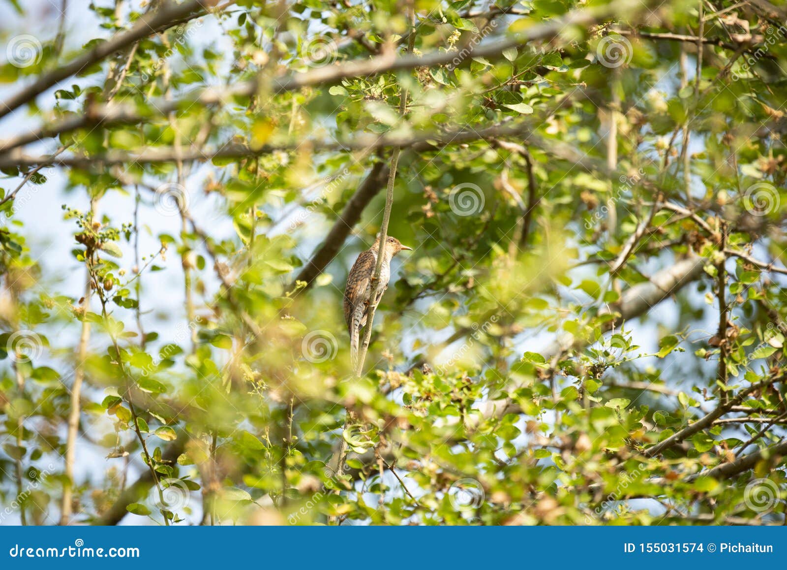 Plaintive cuckoo stock photo. Image of brood, color - 155031574